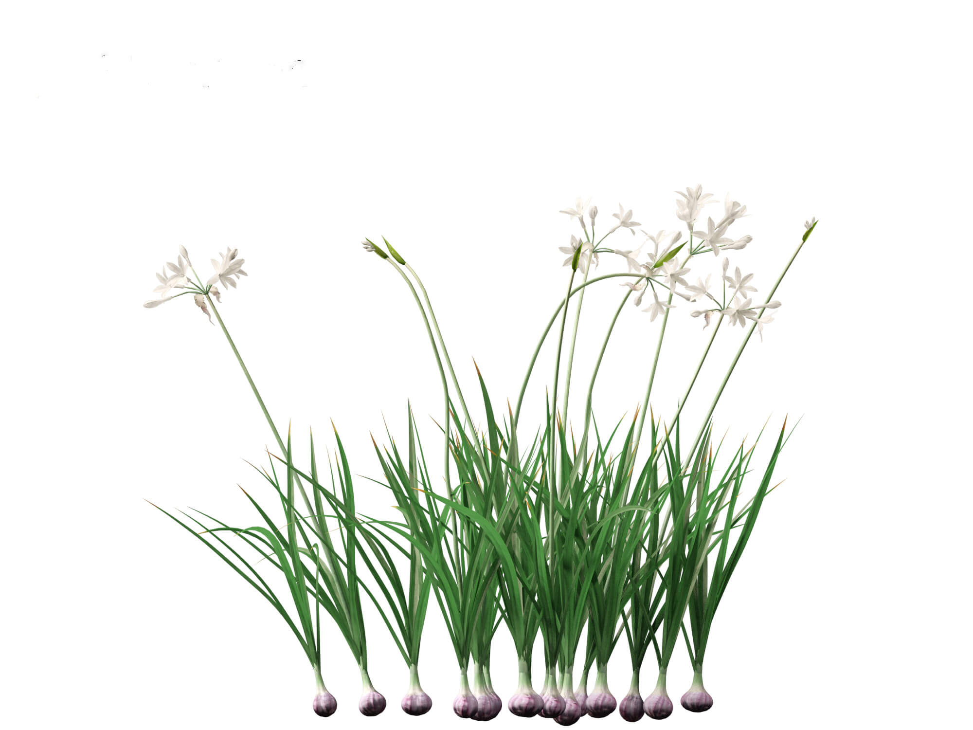 Garlic - Allium Sativum 3D Model by 3dgardenplants
