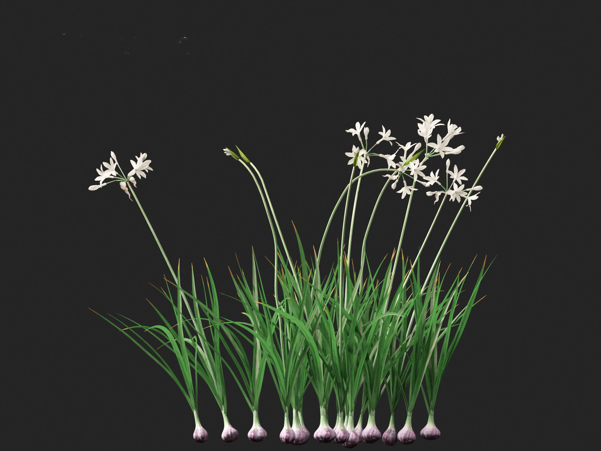 Garlic - Allium Sativum 3D Model by 3dgardenplants