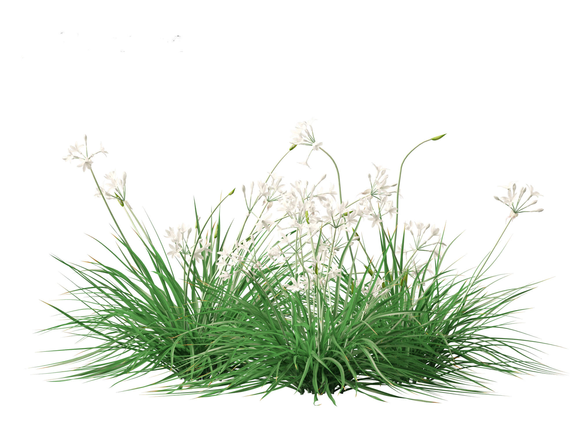 Garlic - Allium Sativum 3D Model by 3dgardenplants