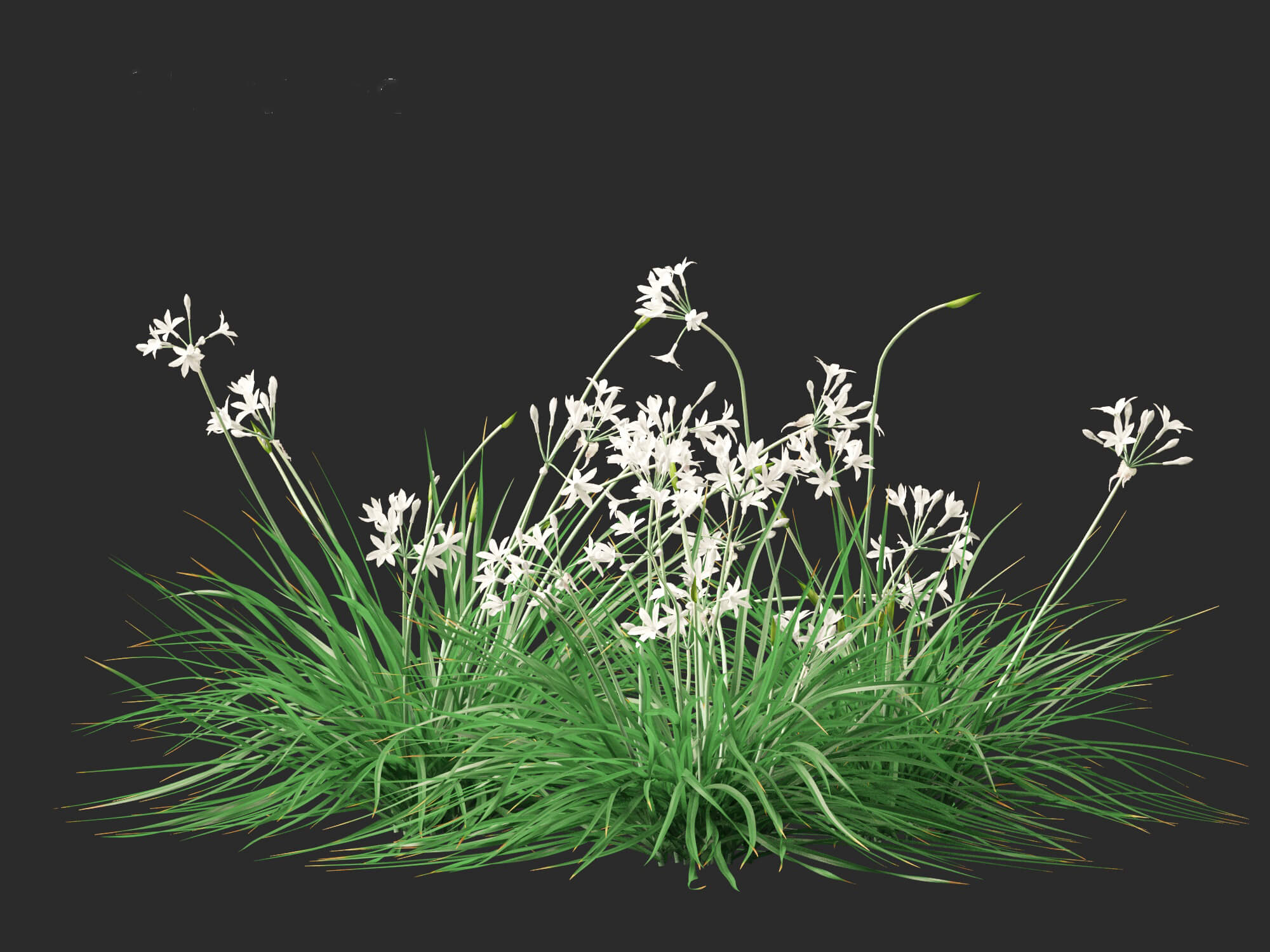 Garlic - Allium Sativum 3D Model by 3dgardenplants