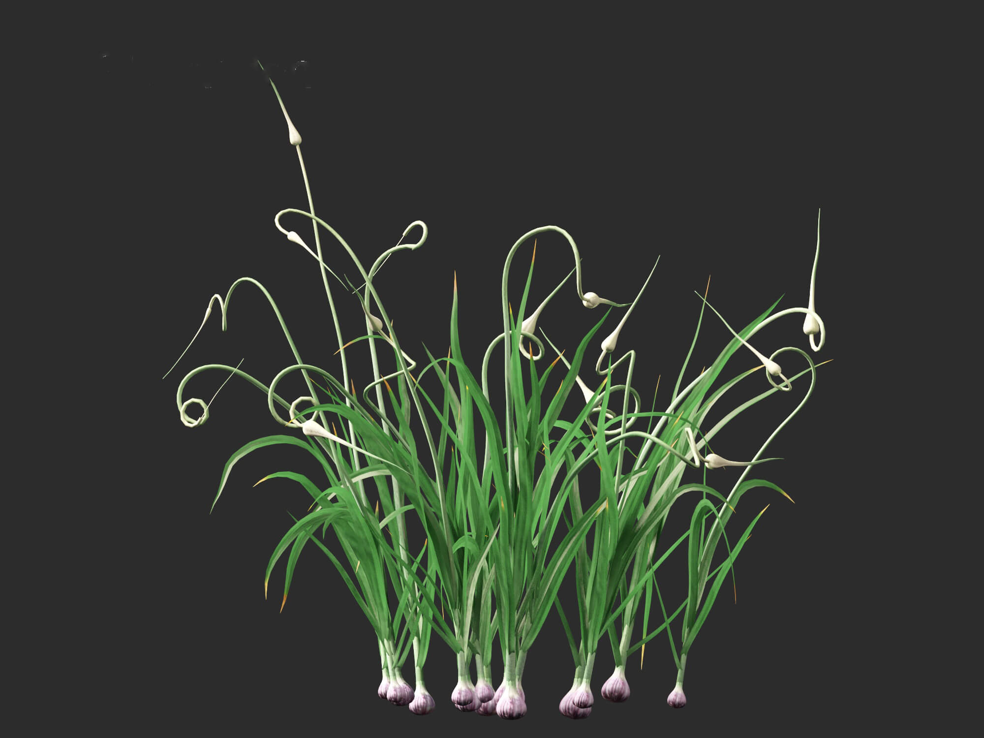 Garlic - Allium Sativum 3D Model by 3dgardenplants