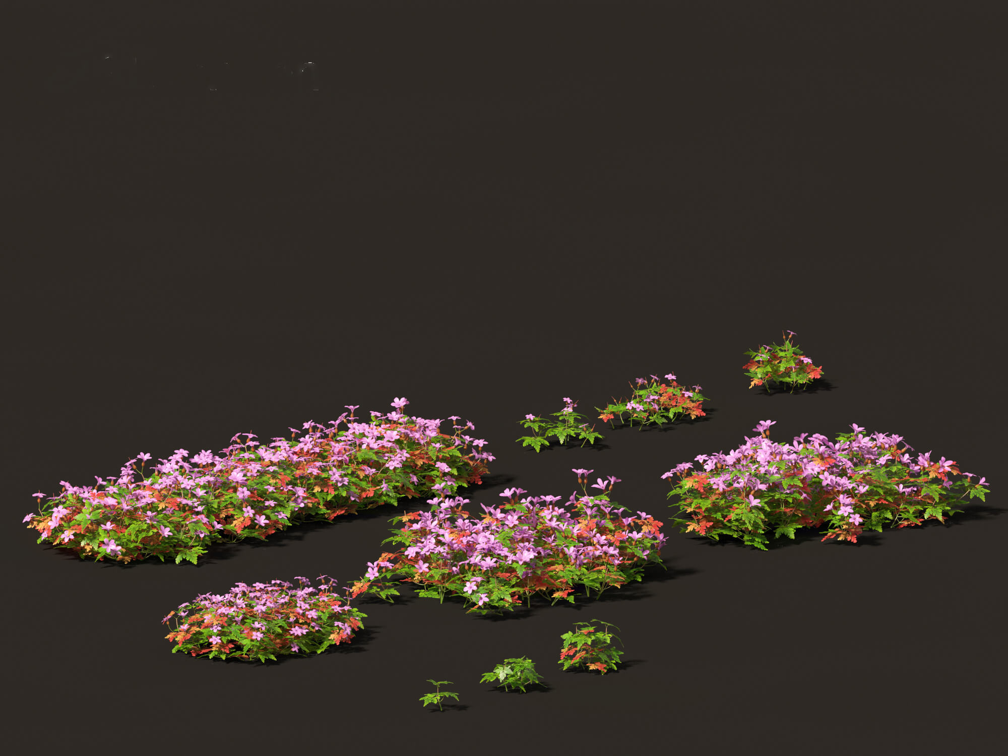 Geranium Robertianum - Herb-Robert 3D Model by 3dgardenplants