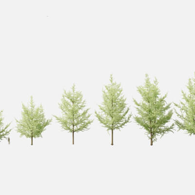 Skp 3D Models | Plants | Trees | RenderHub