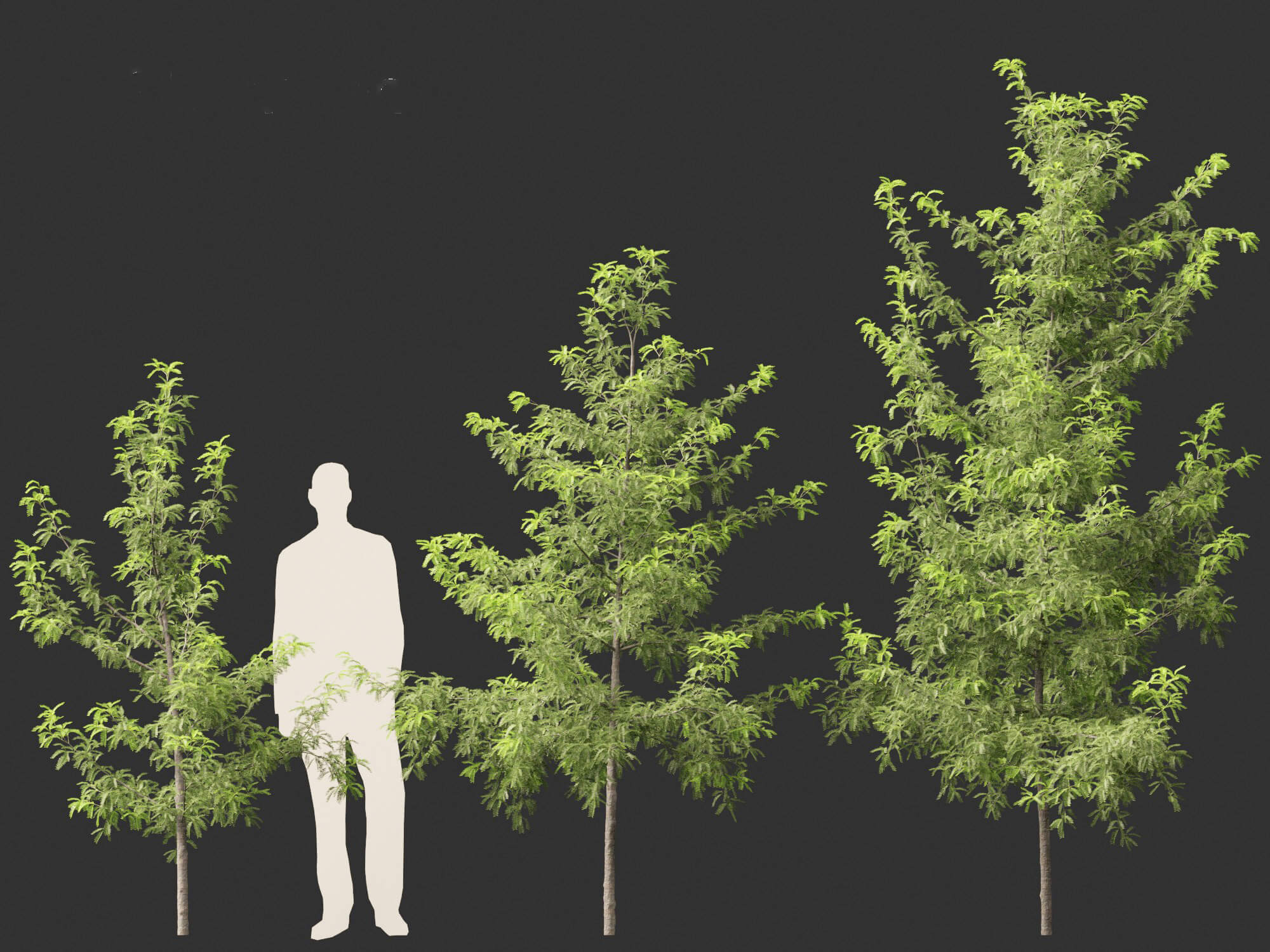 Gleditsia Triacanthos - Green Honey Locust 3D Model by 3dgardenplants