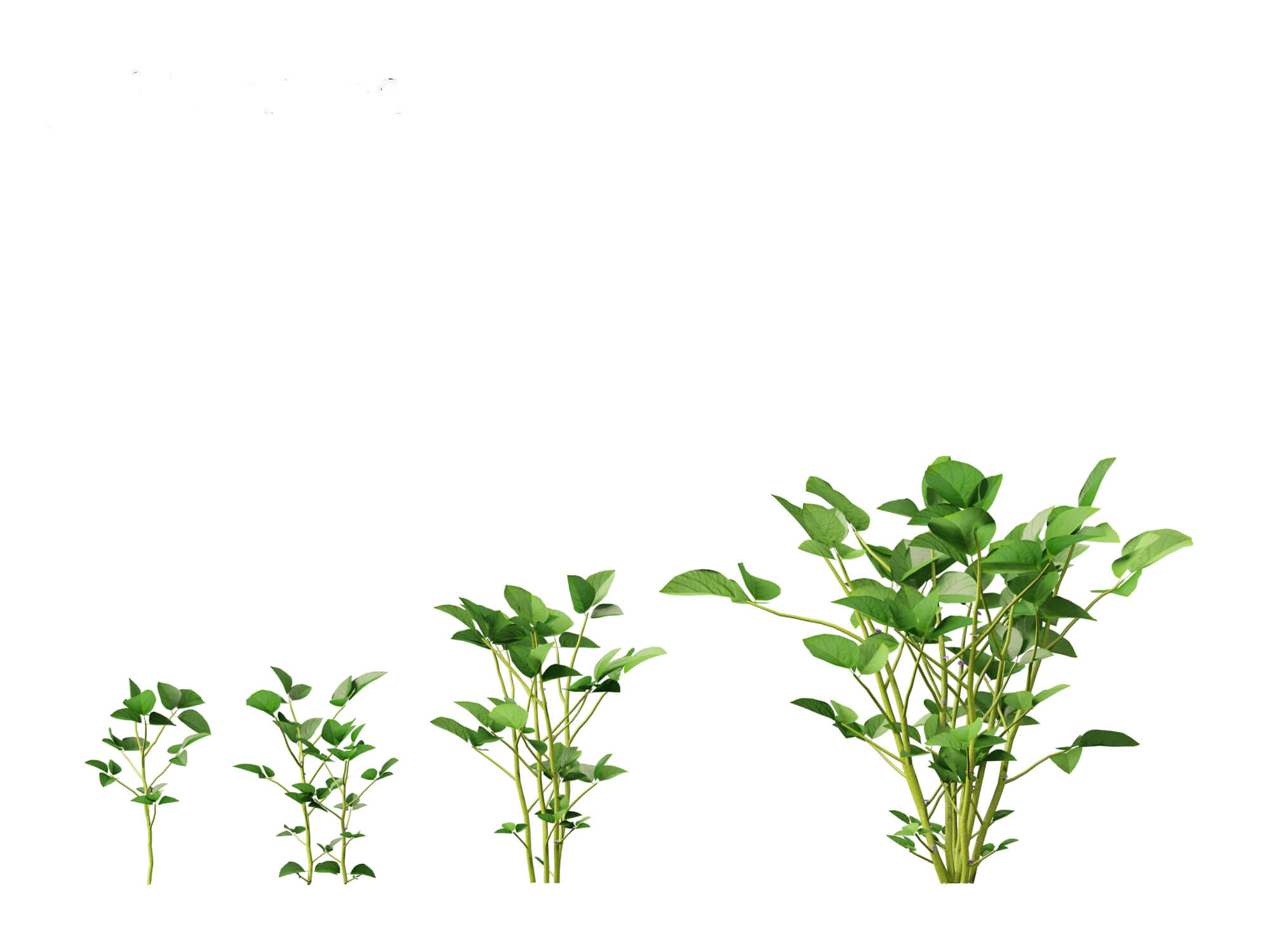 Glycine Max - Soybean 3D Model by 3dgardenplants