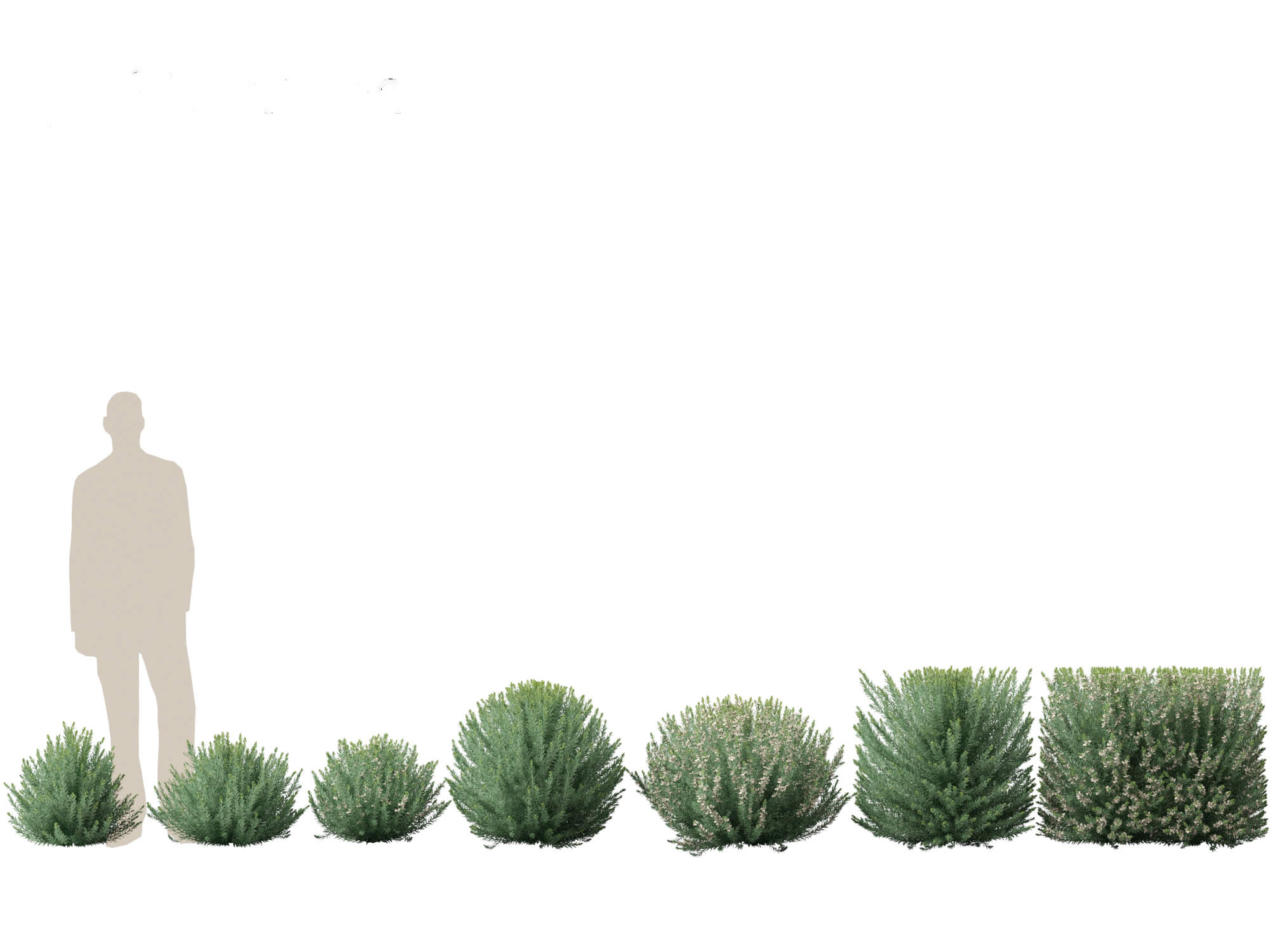 Gray Box Westringia - Native Rosemary 3D Model by 3dgardenplants
