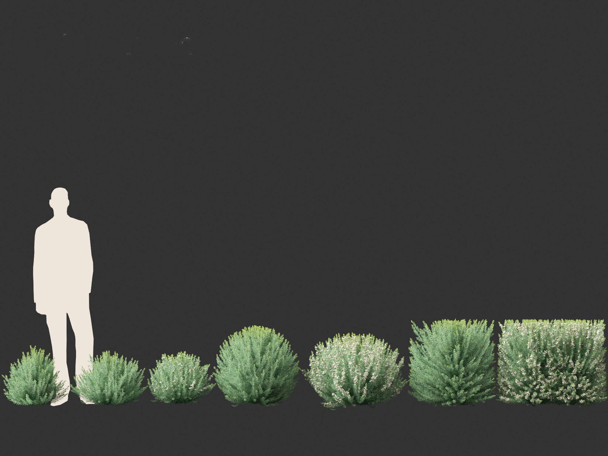 Gray Box Westringia - Native Rosemary 3D Model by 3dgardenplants