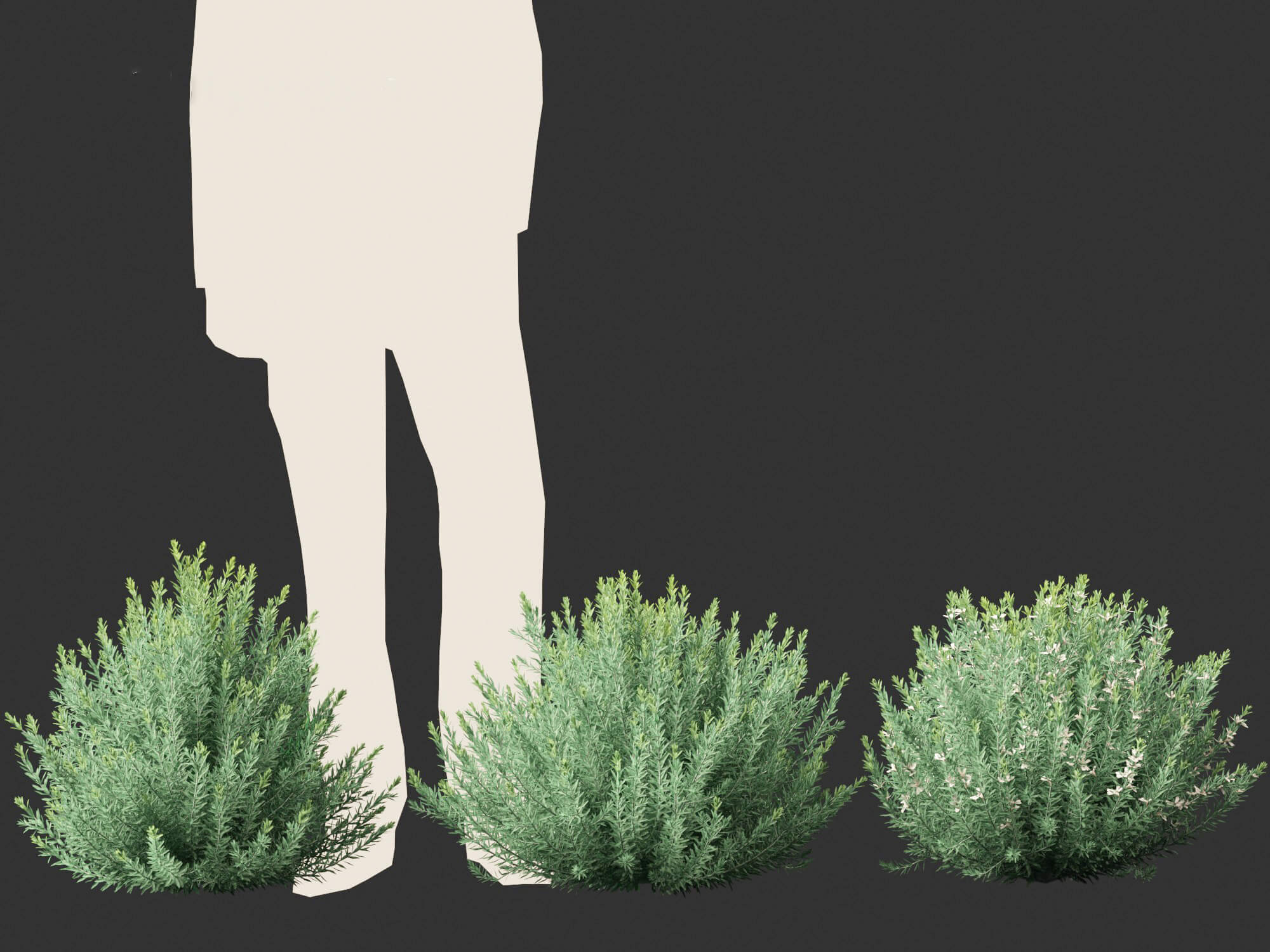 Gray Box Westringia - Native Rosemary 3D Model by 3dgardenplants