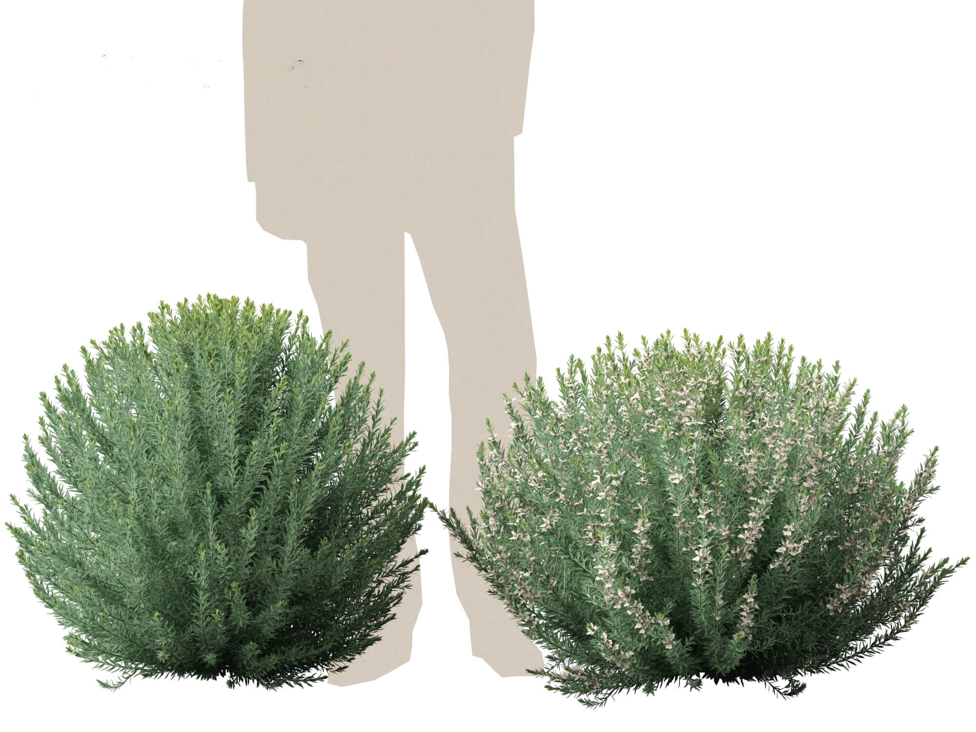 Gray Box Westringia - Native Rosemary 3D Model by 3dgardenplants