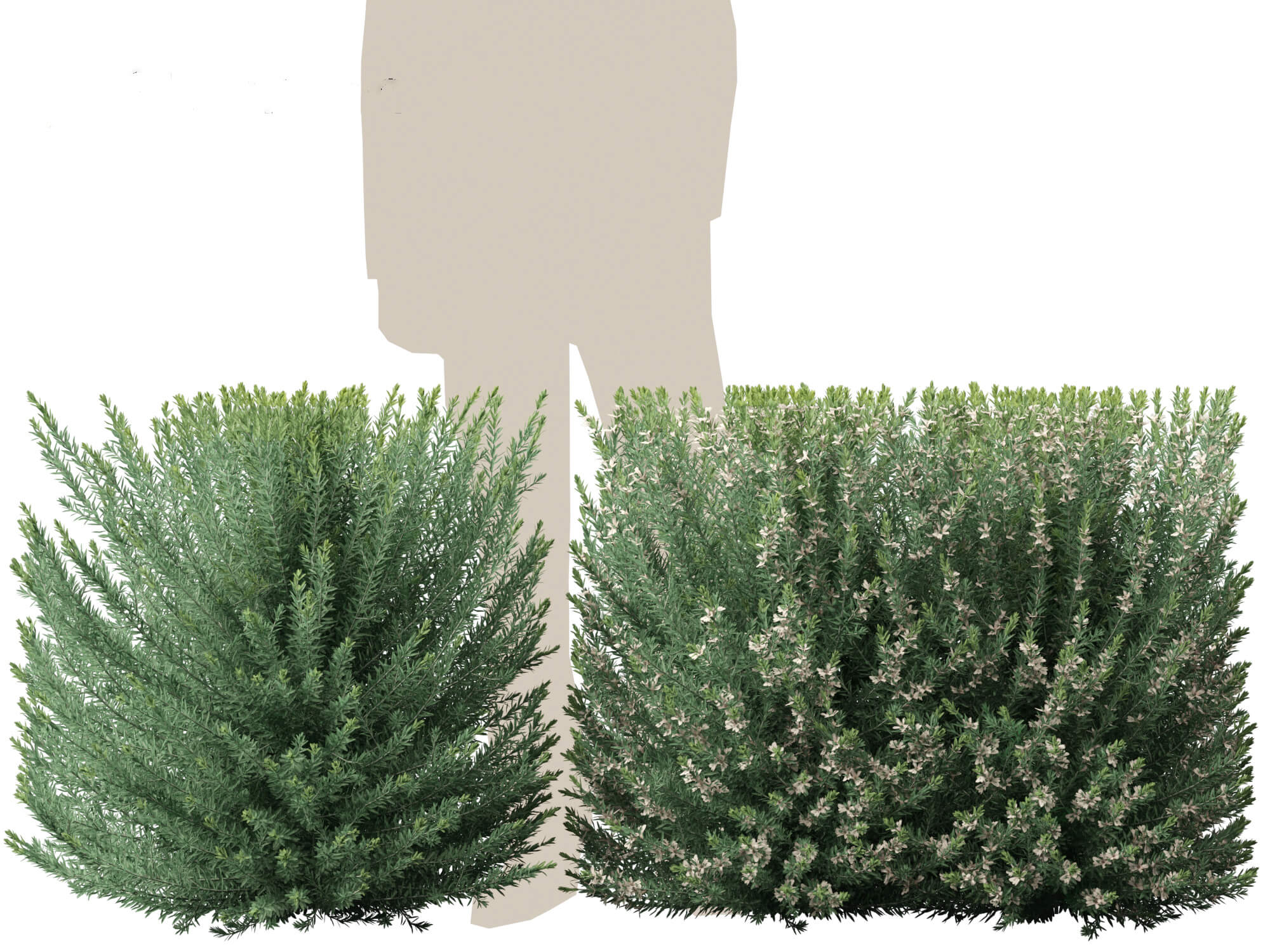 Gray Box Westringia - Native Rosemary 3D Model by 3dgardenplants