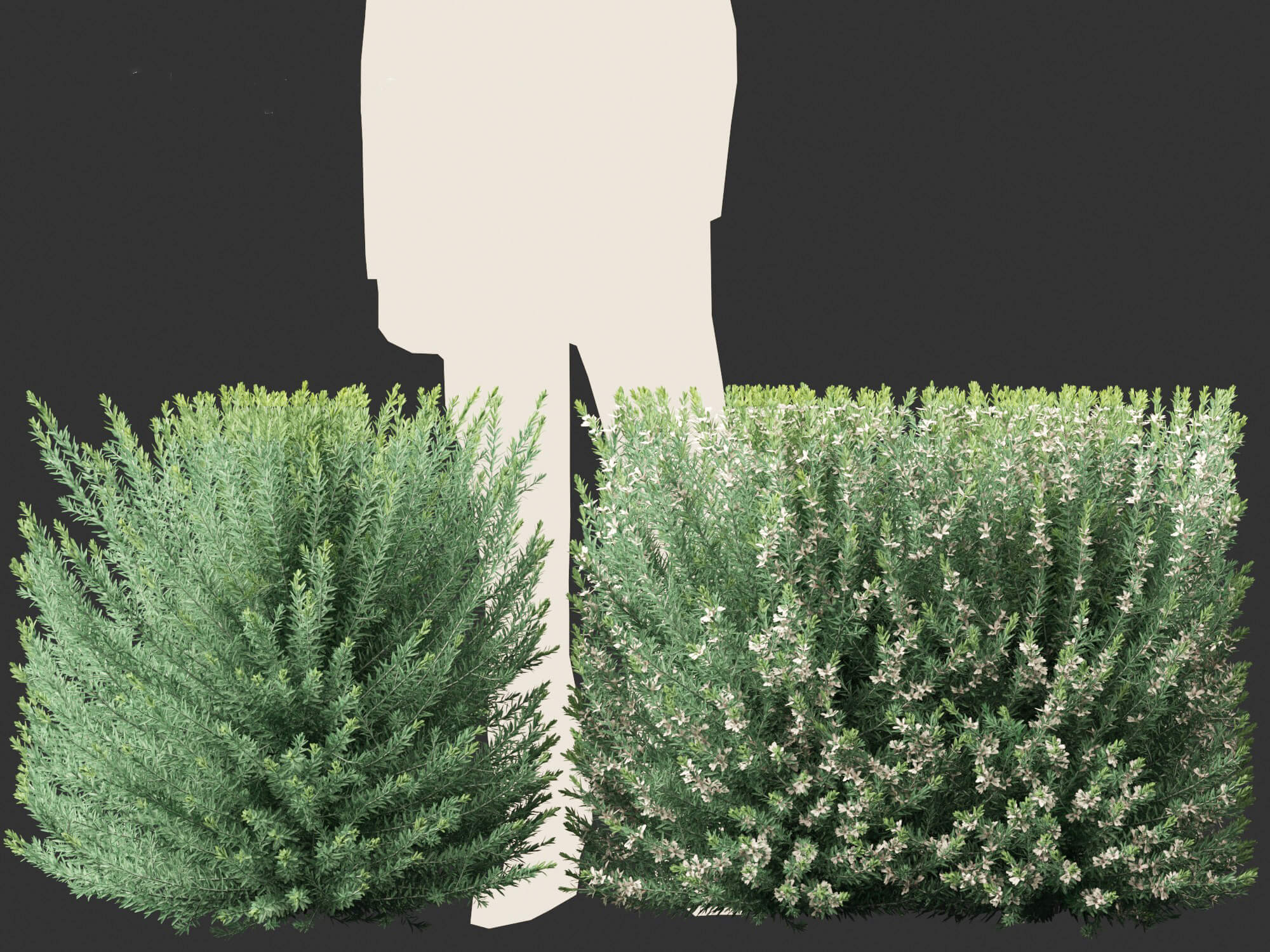 Gray Box Westringia - Native Rosemary 3D Model by 3dgardenplants
