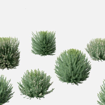 Gray Box Westringia - Native Rosemary 3D Model by 3dgardenplants