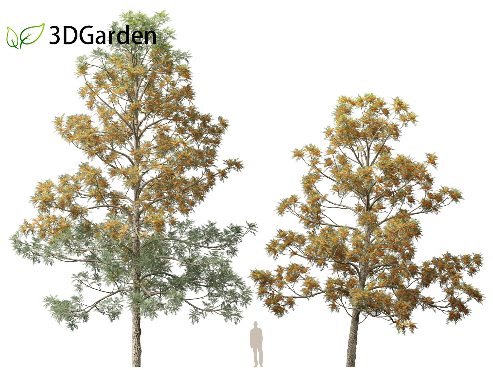 Grevillea Robusta – Silky Oak - 3D Model by 3dgardenplants