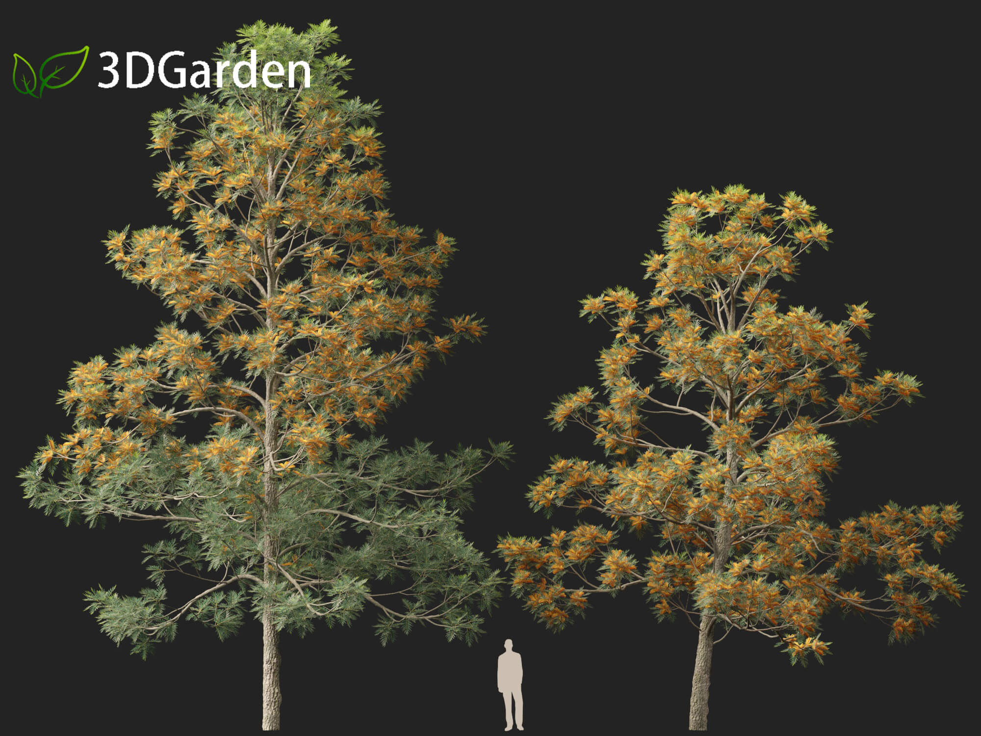 Grevillea Robusta – Silky Oak - 3D Model by 3dgardenplants