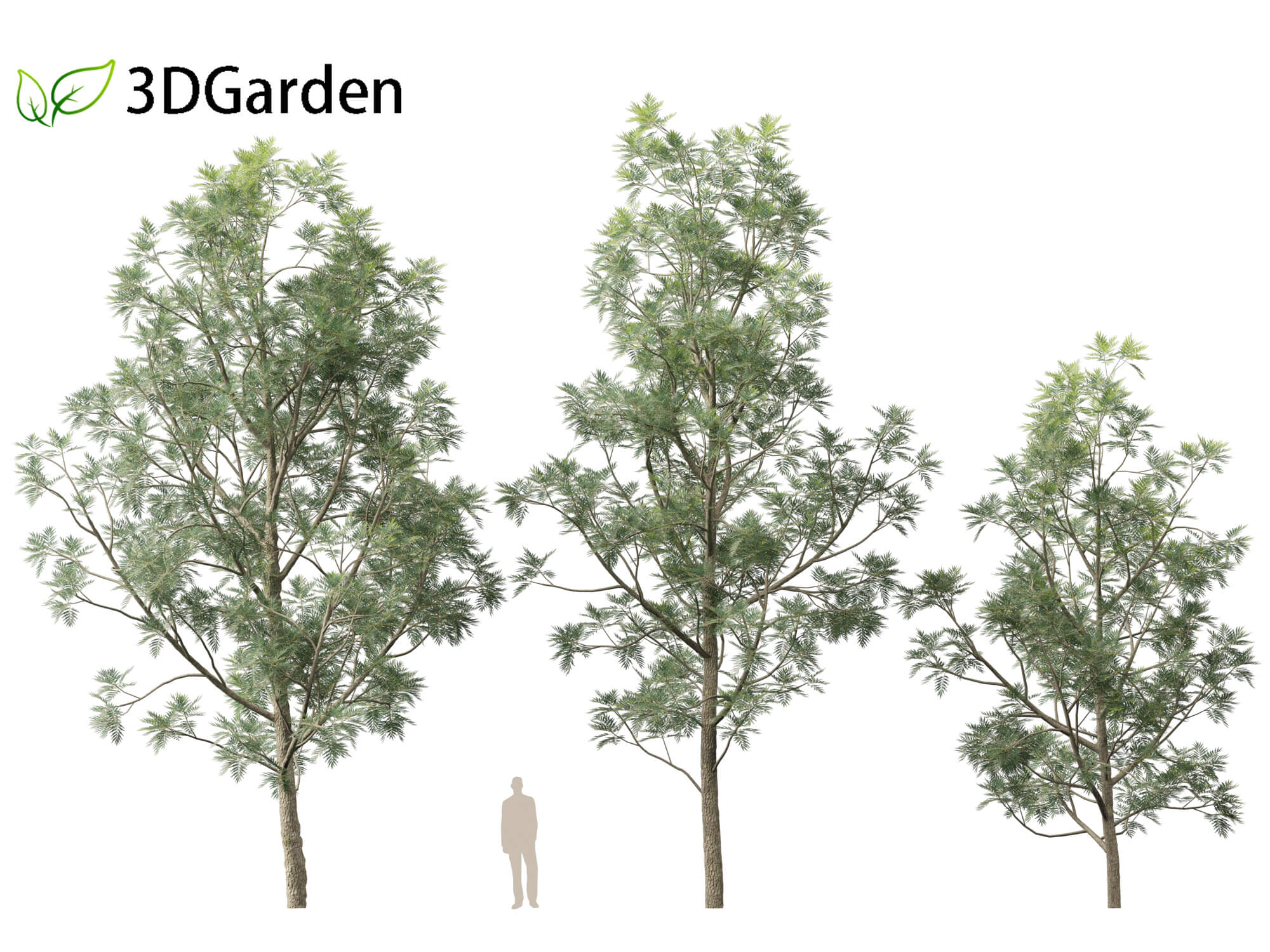 Grevillea Robusta – Silky Oak - 3D Model by 3dgardenplants