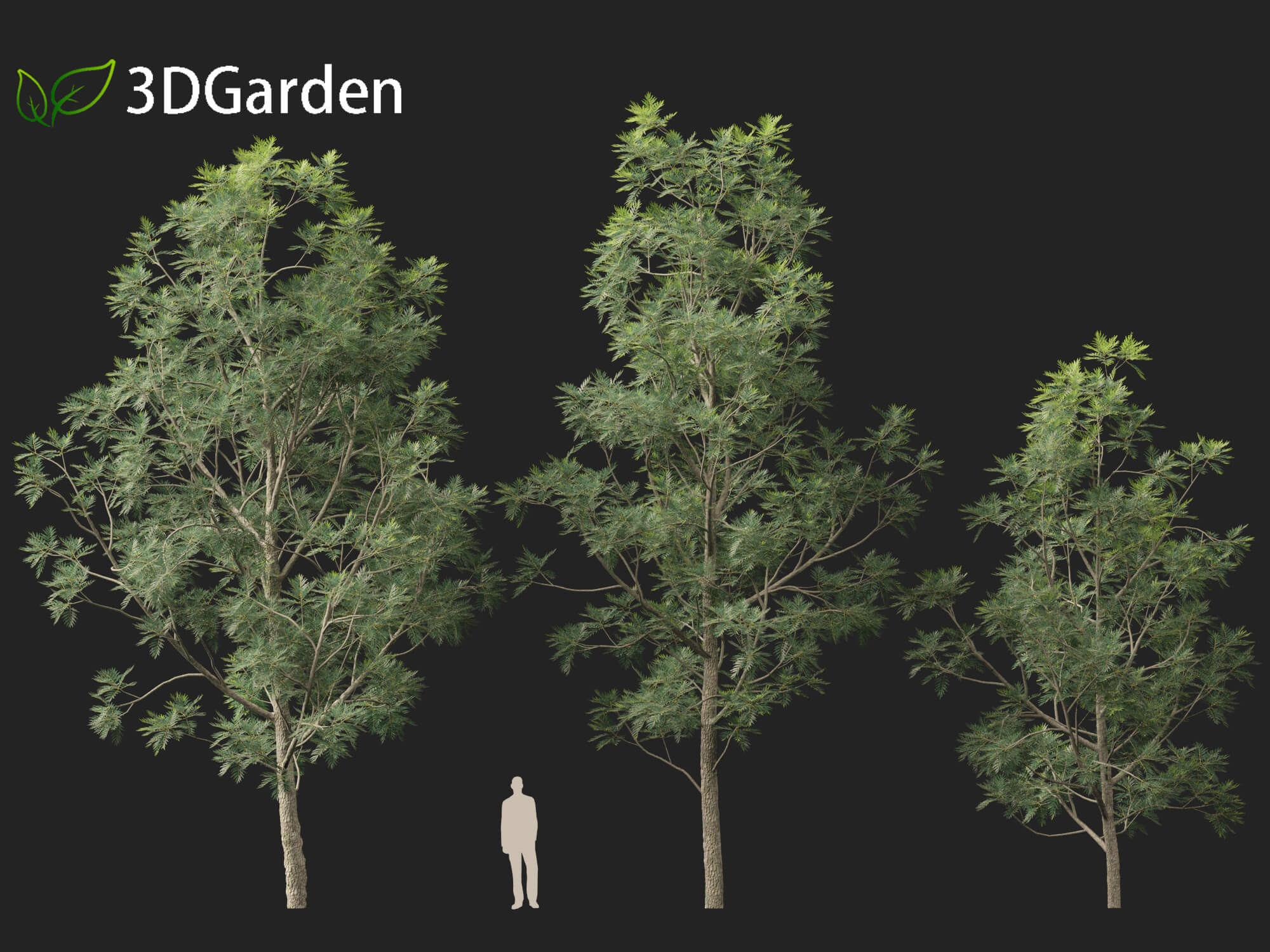 Grevillea Robusta – Silky Oak - 3D Model by 3dgardenplants