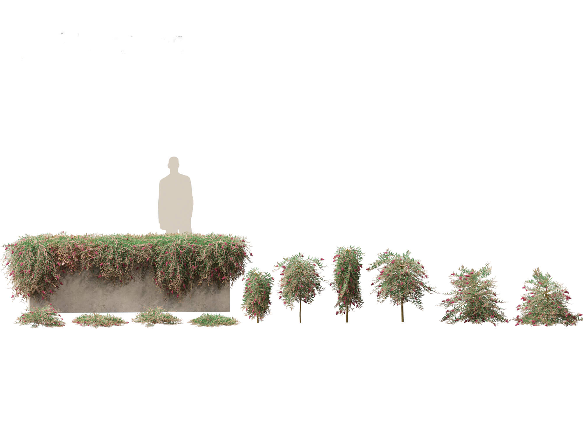 Grevillea Royal Mantle - Poorinda Royal Mantle 3D Model by 3dgardenplants