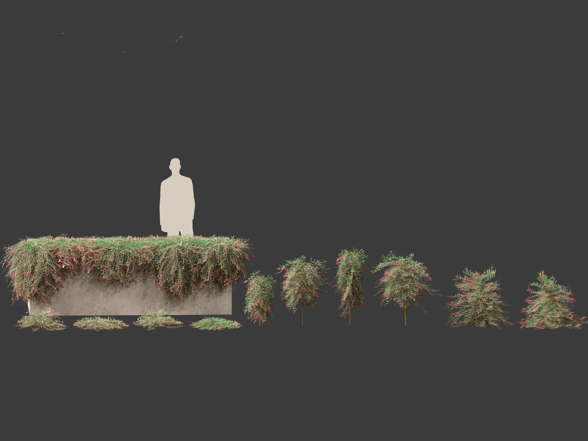 Grevillea Royal Mantle - Poorinda Royal Mantle 3D Model by 3dgardenplants