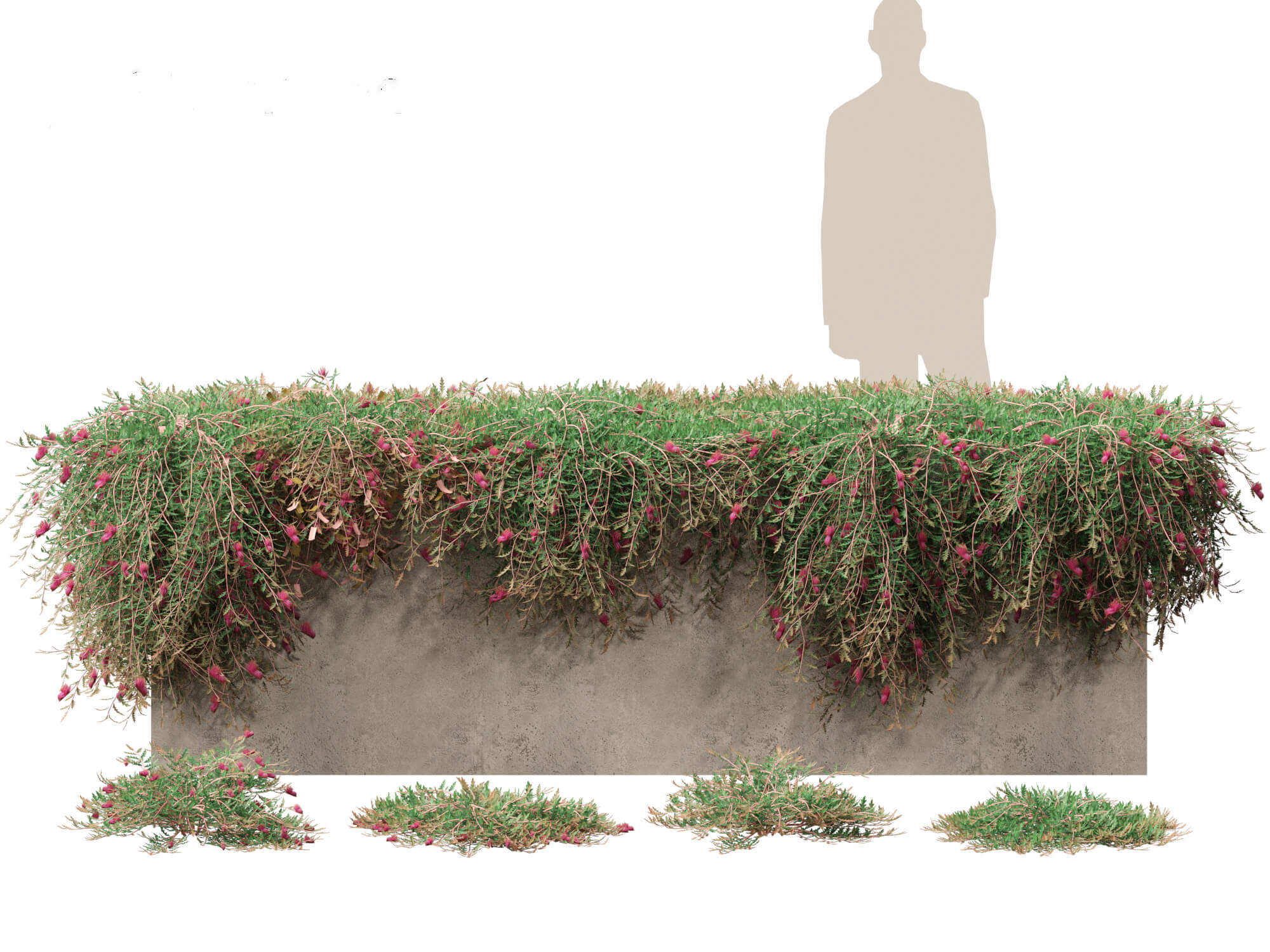 Grevillea Royal Mantle - Poorinda Royal Mantle 3D Model by 3dgardenplants