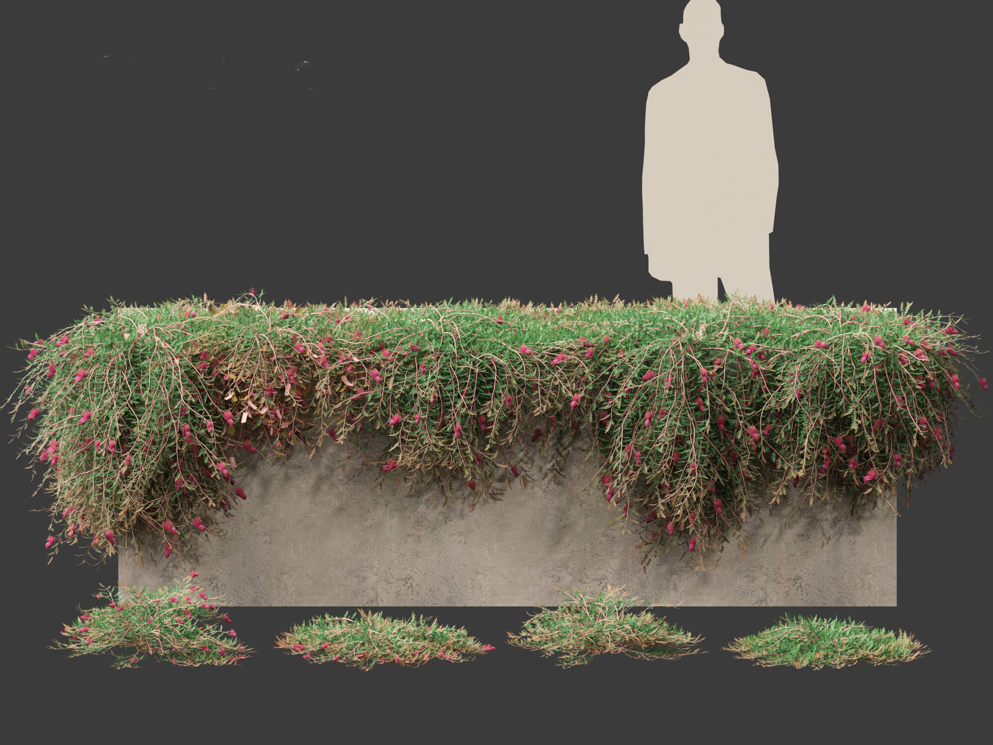 Grevillea Royal Mantle - Poorinda Royal Mantle 3D Model by 3dgardenplants