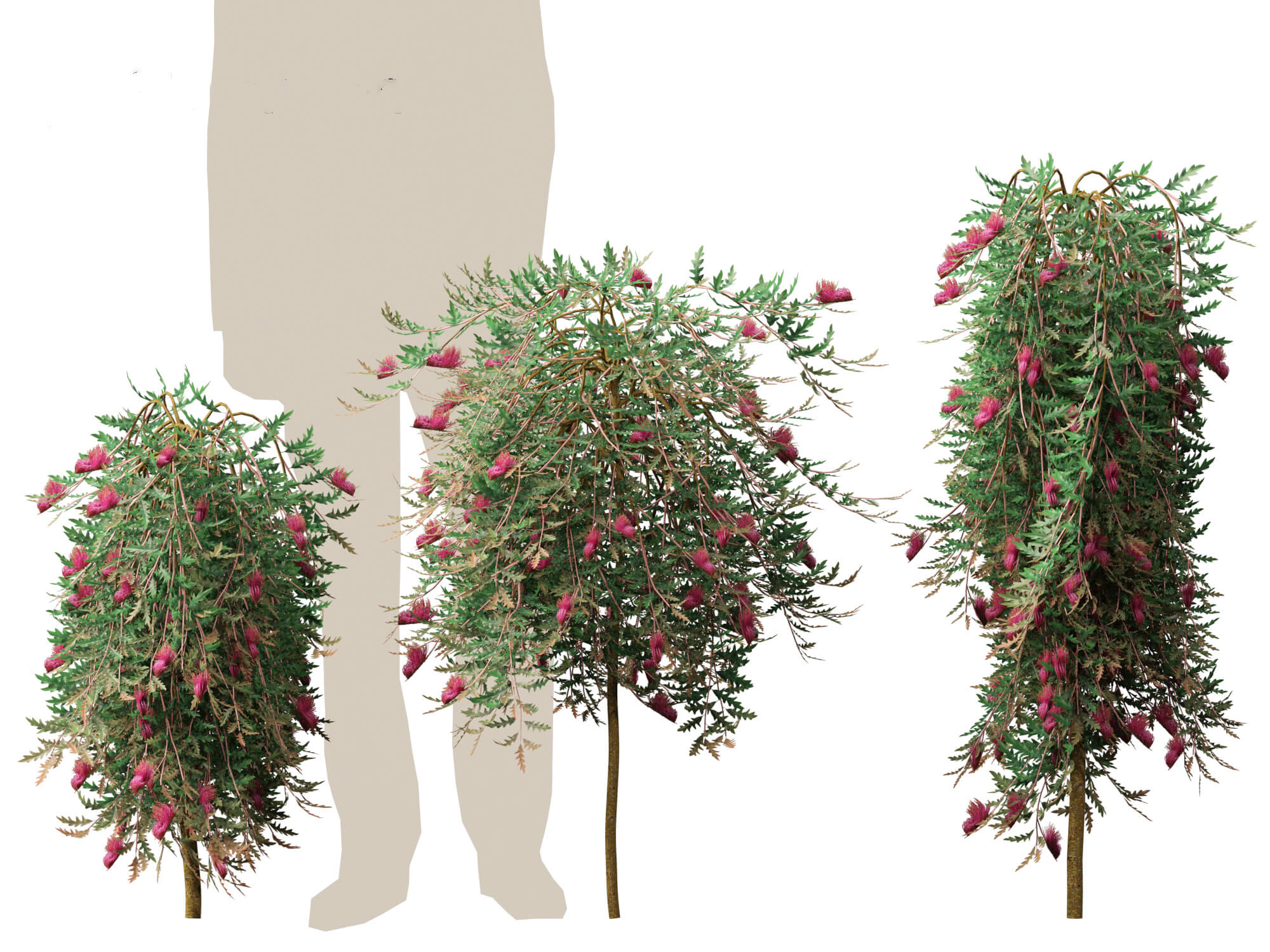 Grevillea Royal Mantle - Poorinda Royal Mantle 3D Model by 3dgardenplants