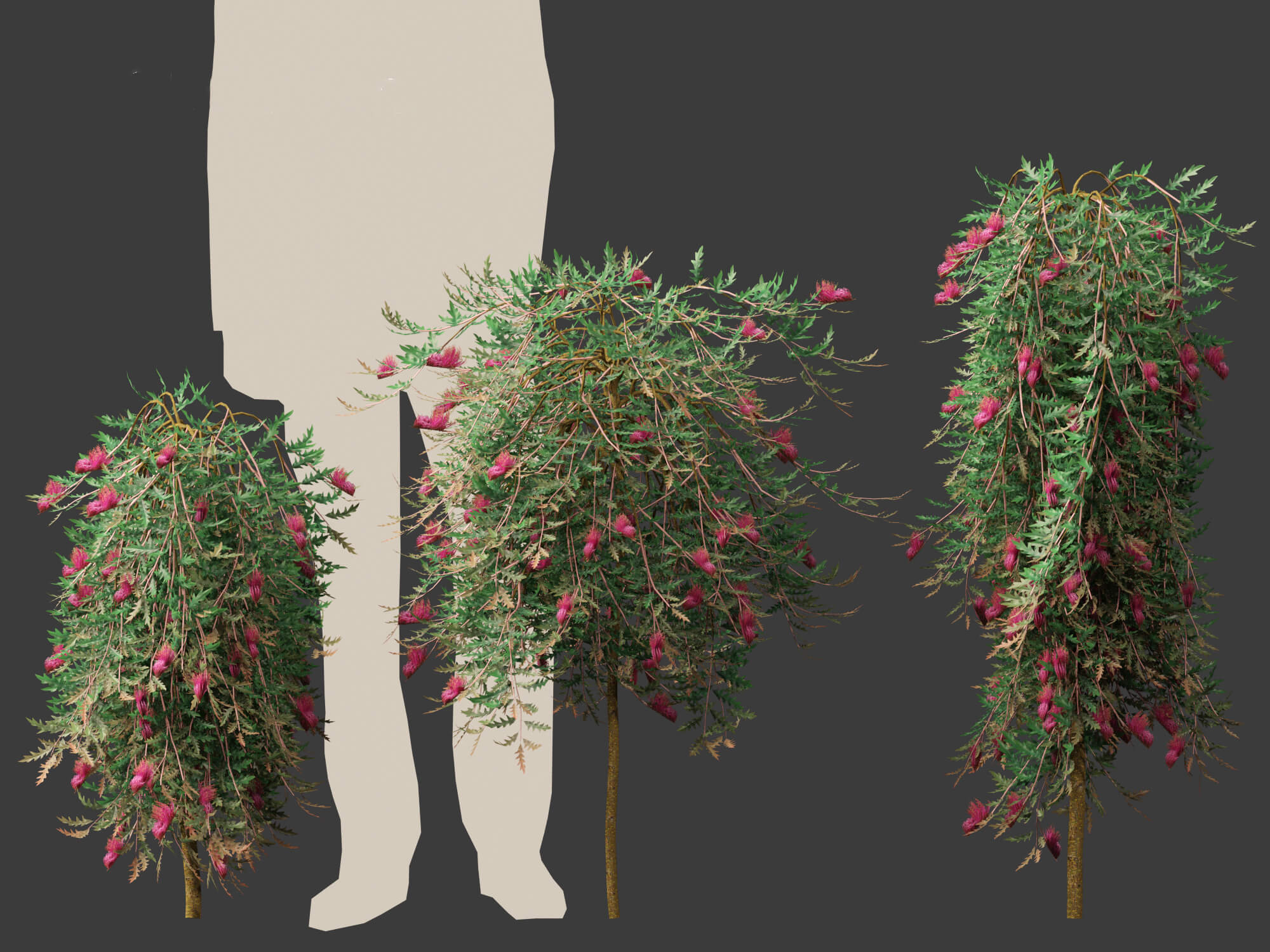 Grevillea Royal Mantle - Poorinda Royal Mantle 3D Model by 3dgardenplants