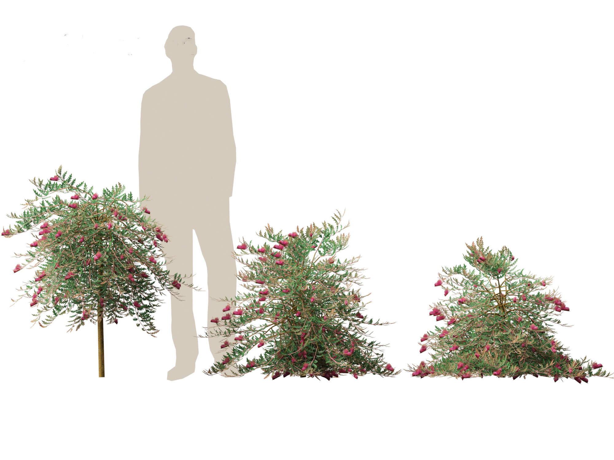 Grevillea Royal Mantle - Poorinda Royal Mantle 3D Model by 3dgardenplants