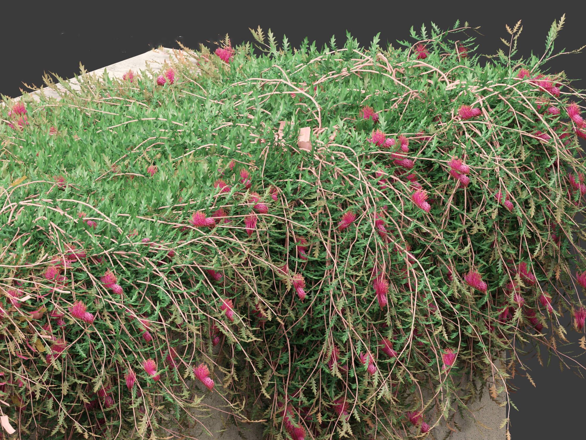 Grevillea Royal Mantle - Poorinda Royal Mantle 3D Model by 3dgardenplants