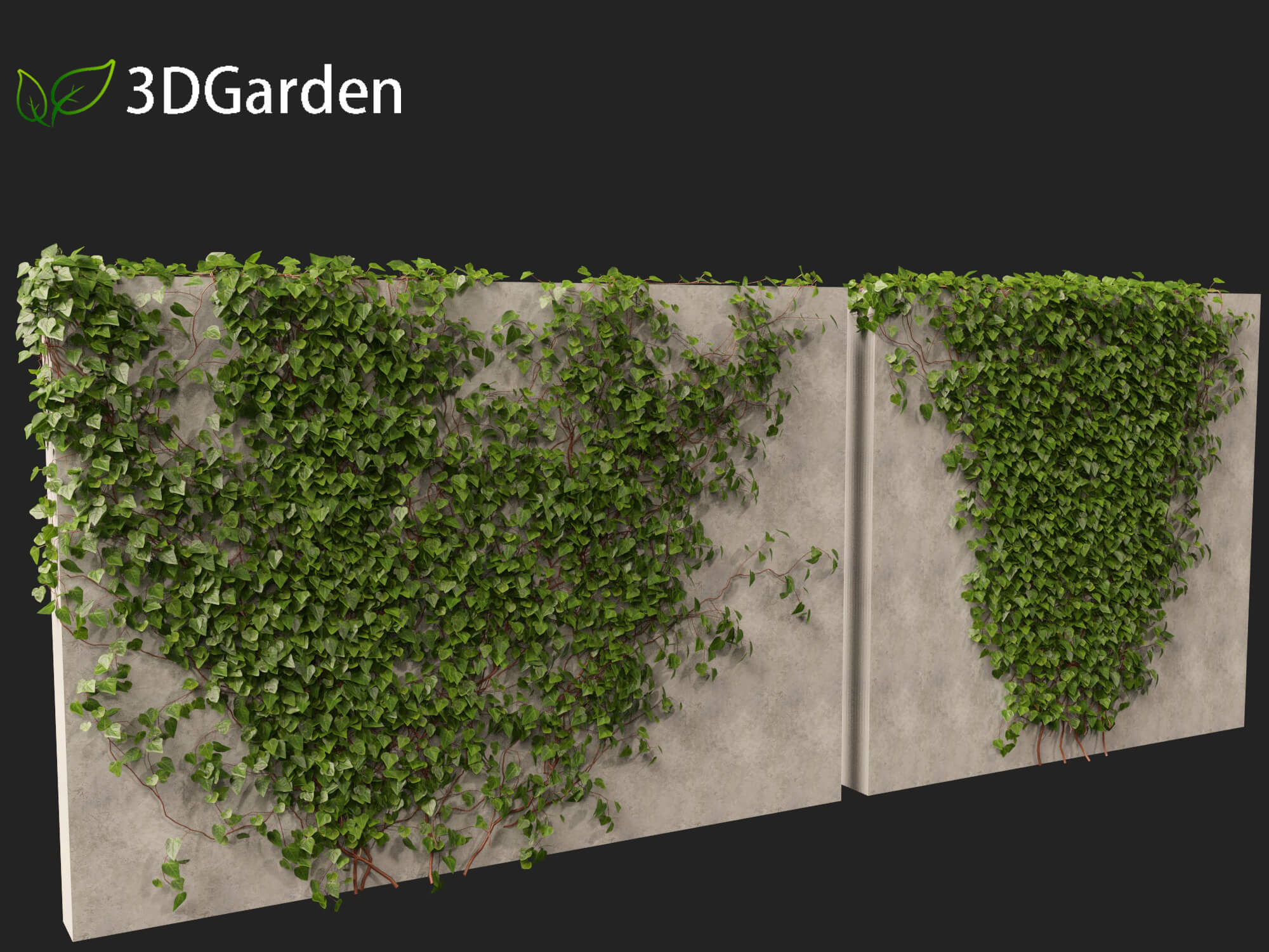 Hedera Canariensis – Canarian Ivy - 3D Model by 3dgardenplants