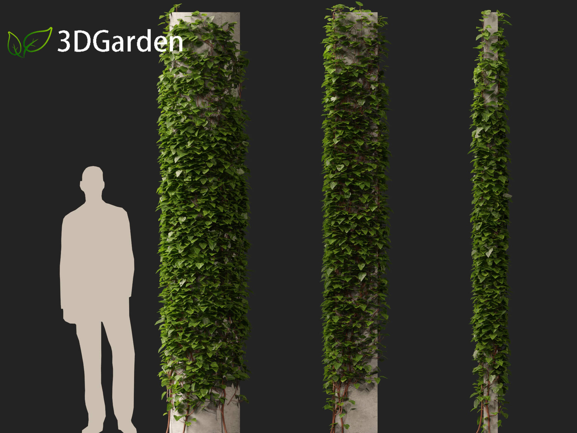 Hedera Canariensis – Canarian Ivy - 3D Model by 3dgardenplants