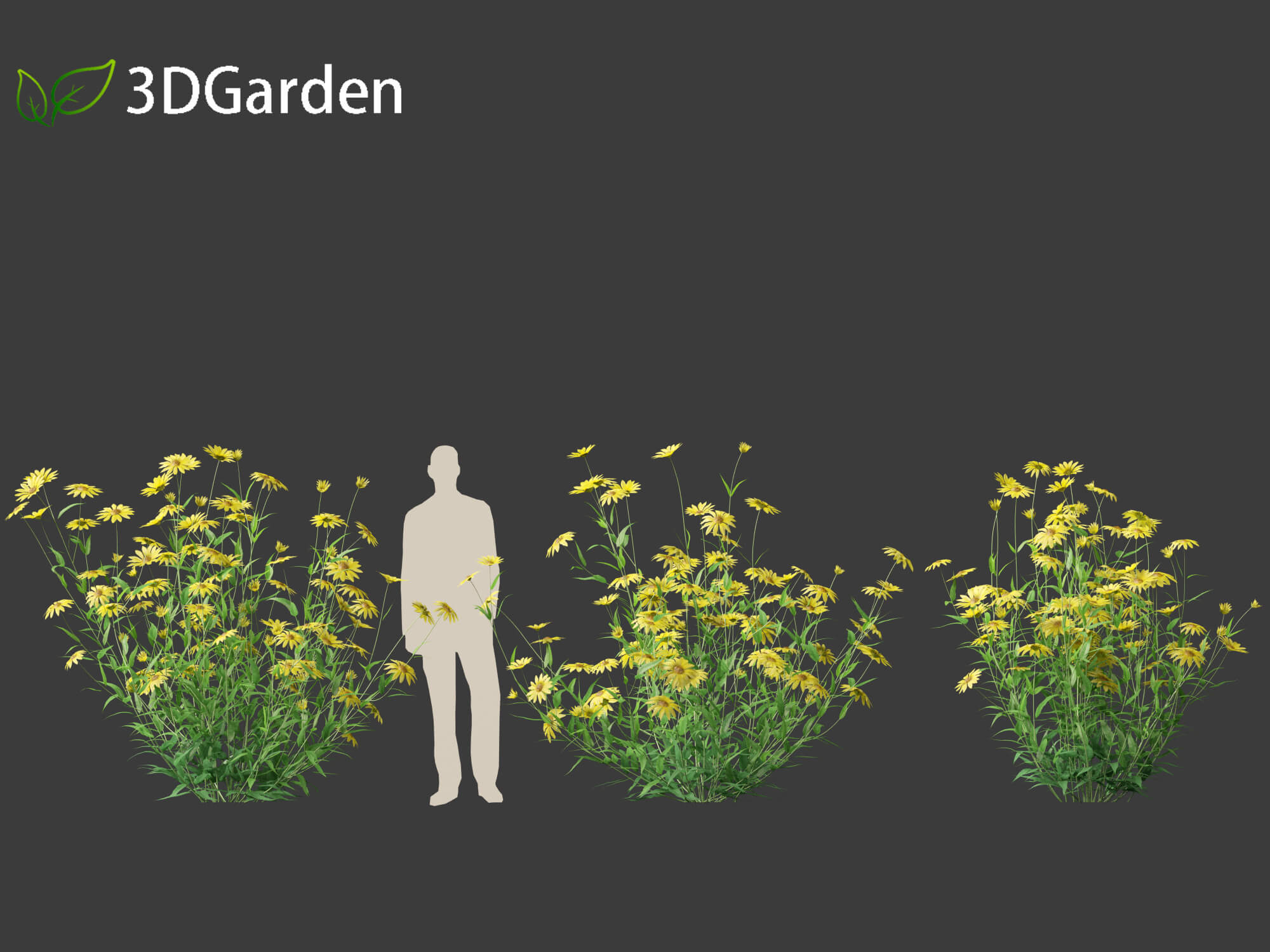 Helianthus Microcephalus - Small-Headed Sunflower 3D Model by ...