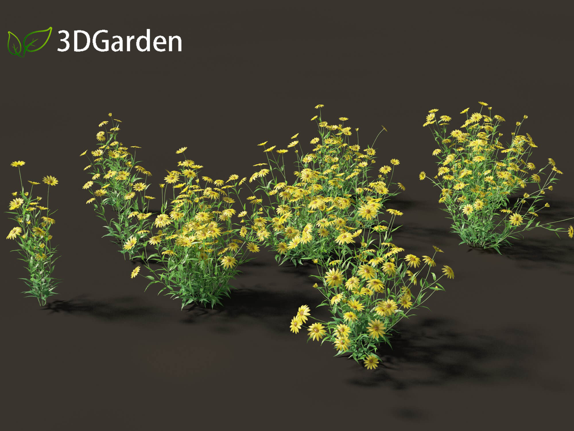 Helianthus Microcephalus - Small-Headed Sunflower 3D Model by ...