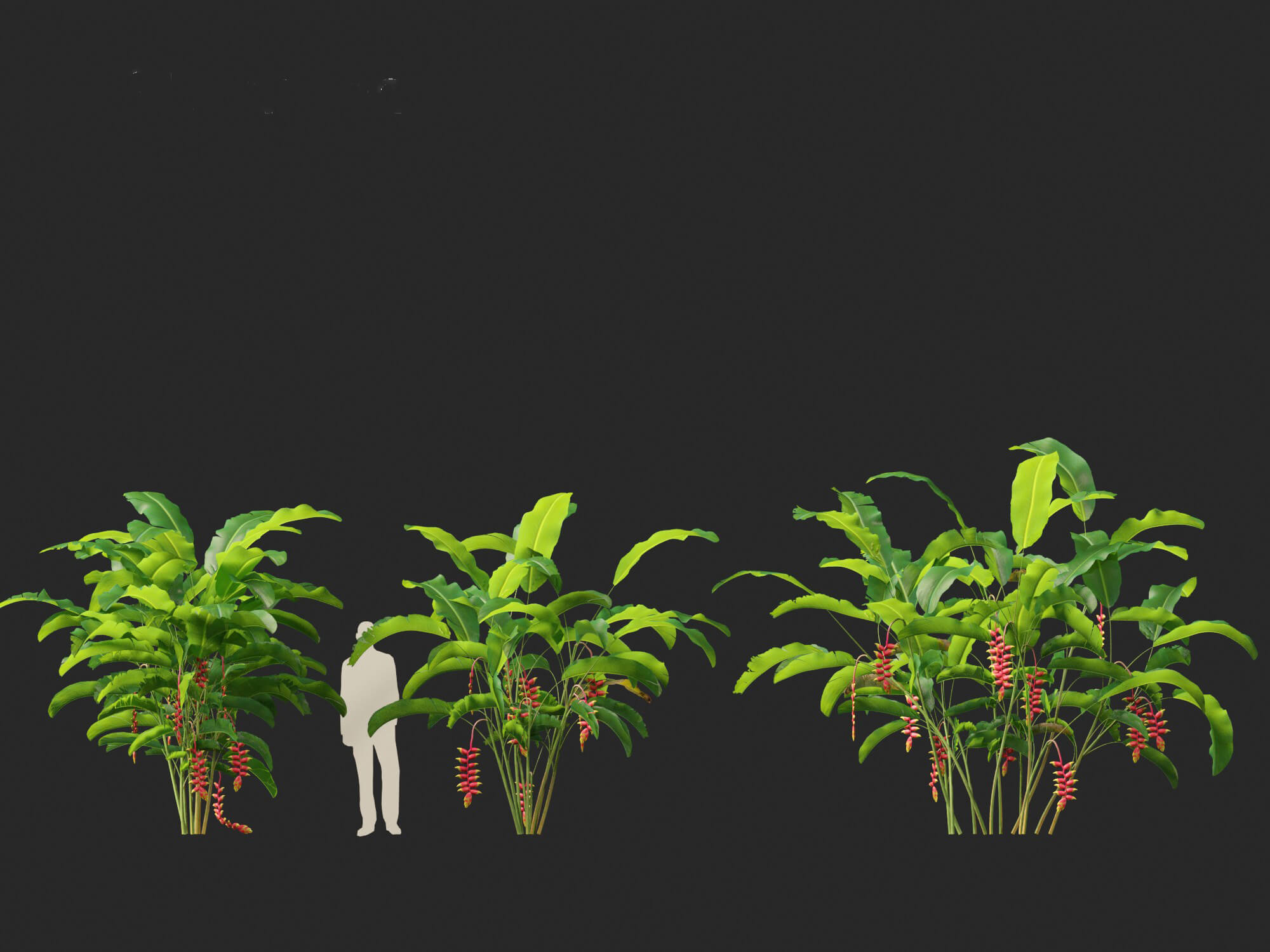 Heliconia Rostrata - Hanging Lobster Claw 3D Model by 3dgardenplants