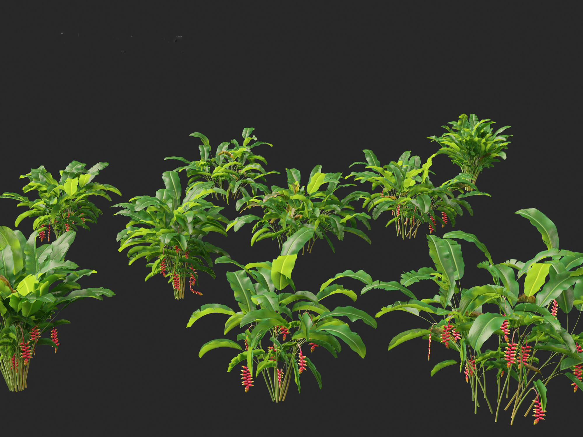 Heliconia Rostrata - Hanging Lobster Claw 3D Model by 3dgardenplants