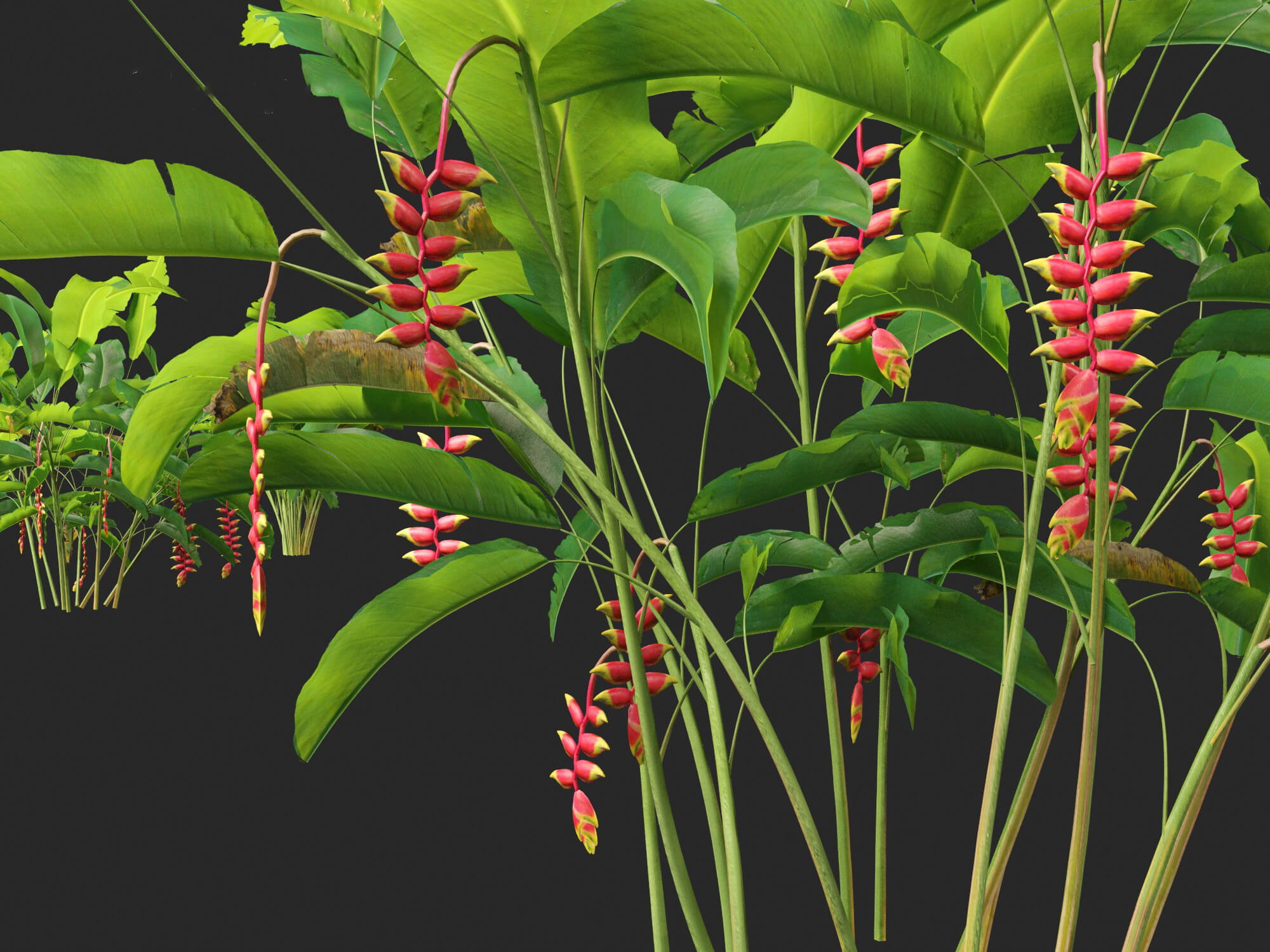 Heliconia Rostrata - Hanging Lobster Claw 3D Model by 3dgardenplants