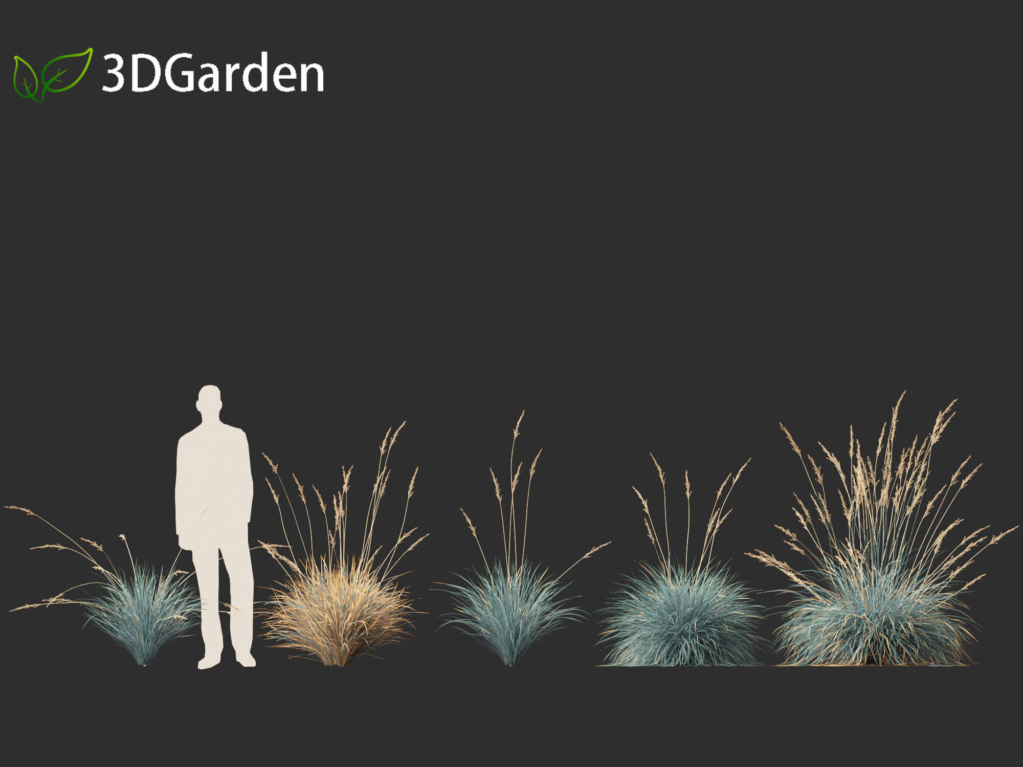 Helictotrichon Sempervirens - Blue Oat Grass 01 3D Model by 3dgardenplants