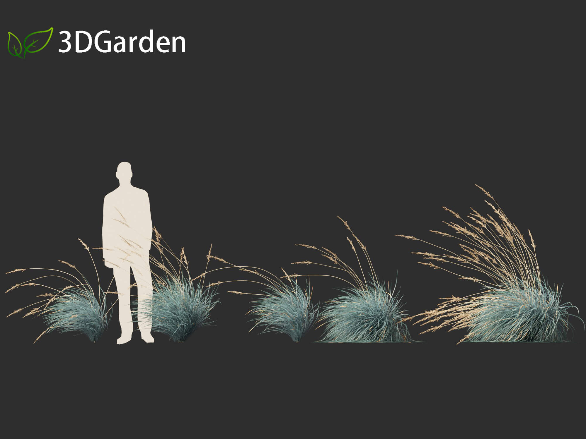 Helictotrichon Sempervirens - Blue Oat Grass 02 3D Model by 3dgardenplants