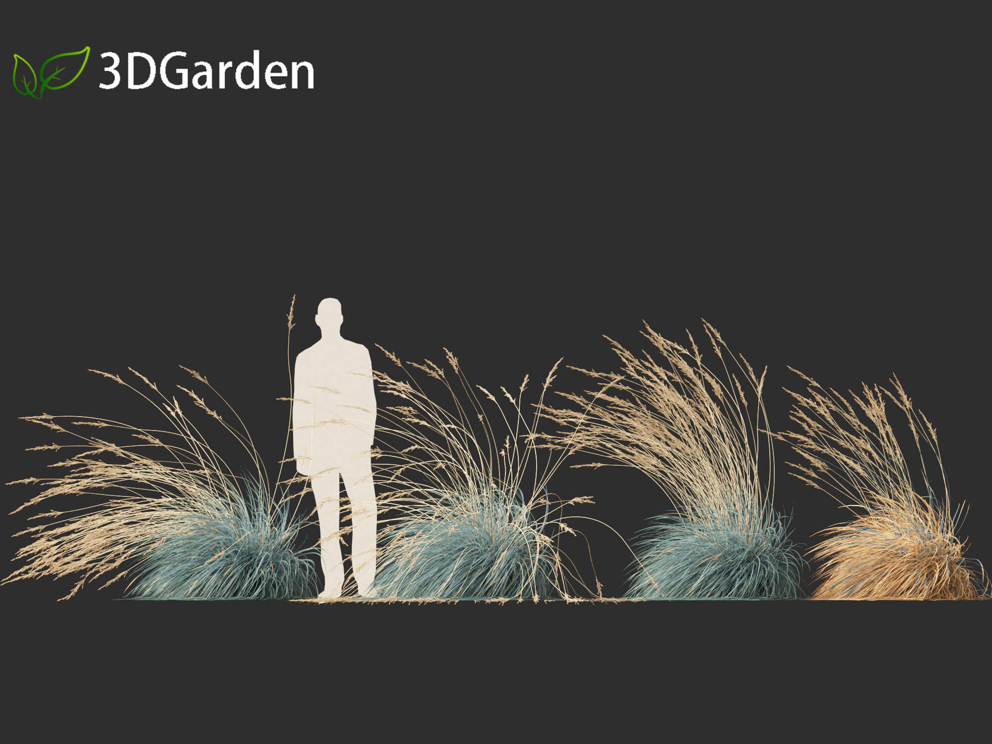 Helictotrichon Sempervirens - Blue Oat Grass 02 3D Model by 3dgardenplants