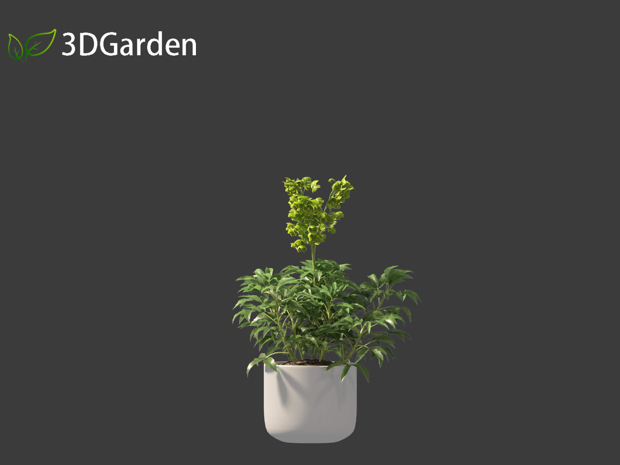 Helleborus Argutifolius - Corsican Hellebore 01 3D Model by 3dgardenplants