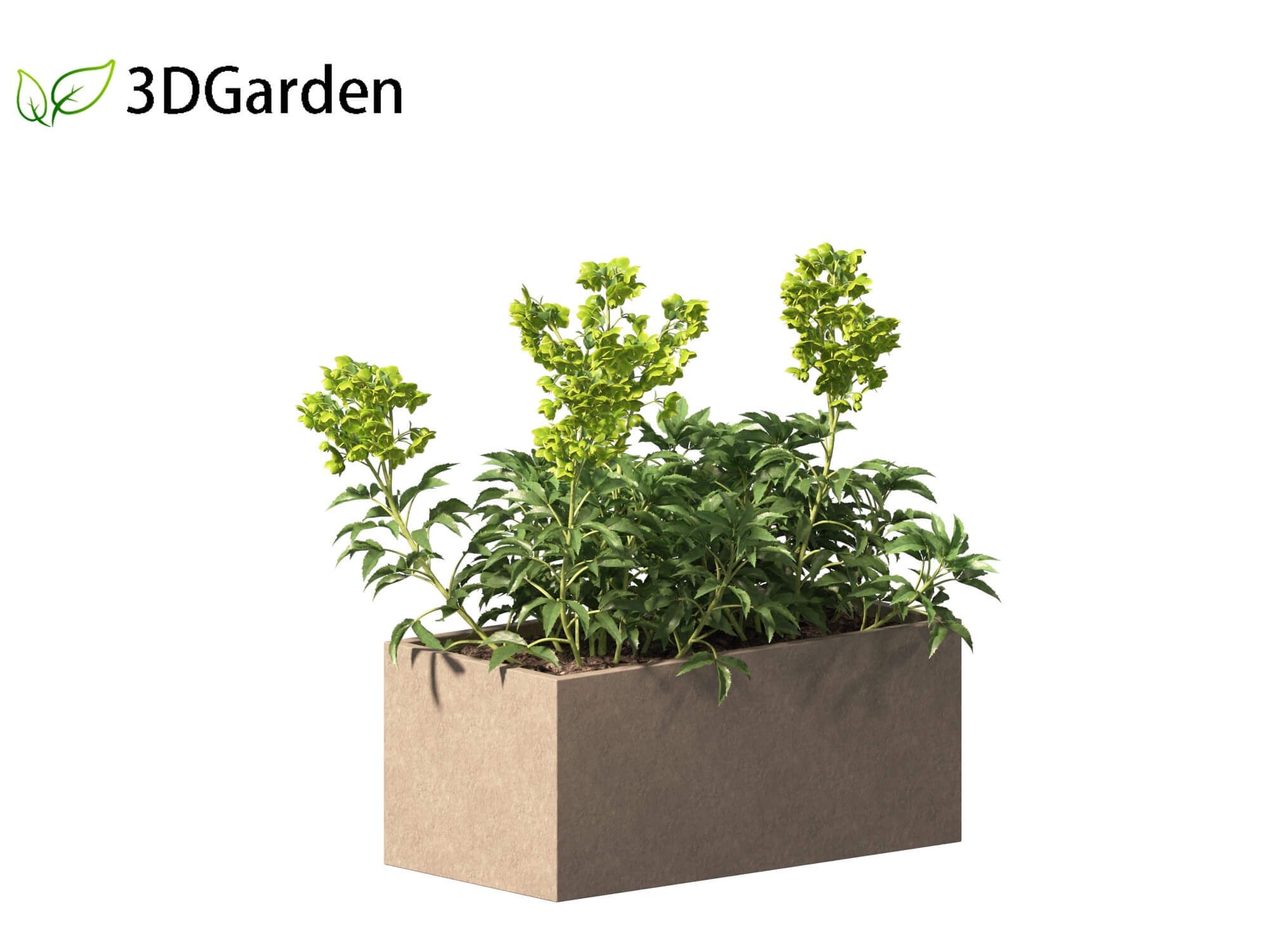 Helleborus Argutifolius - Corsican Hellebore 01 3D Model by 3dgardenplants