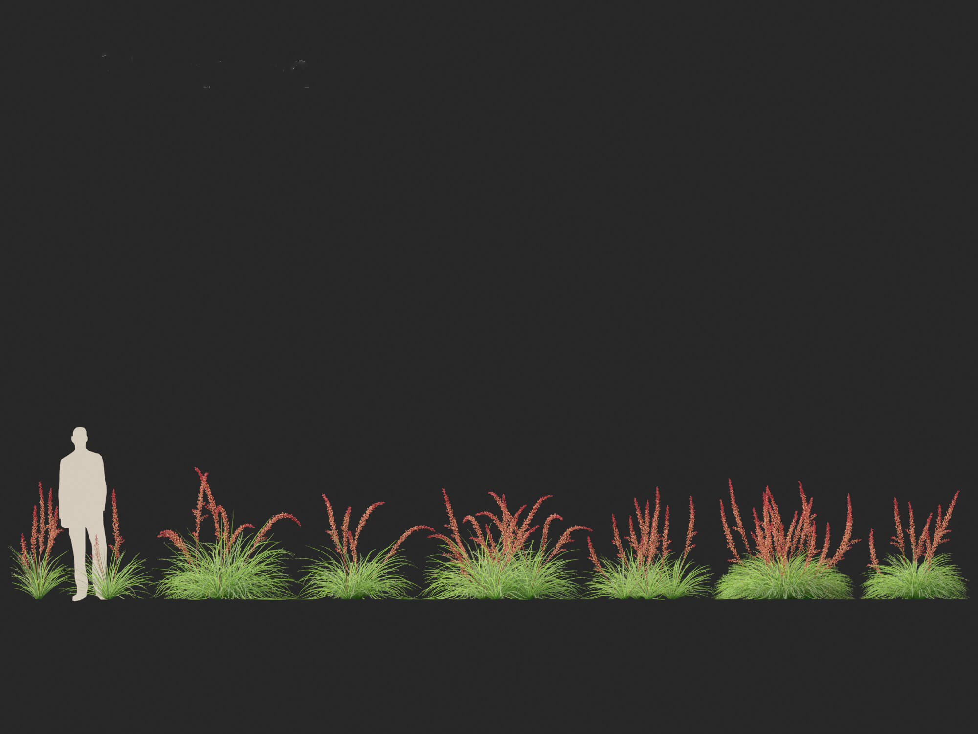 Hesperaloe Parviflora - Redflower False Yucca 3D Model by 3dgardenplants