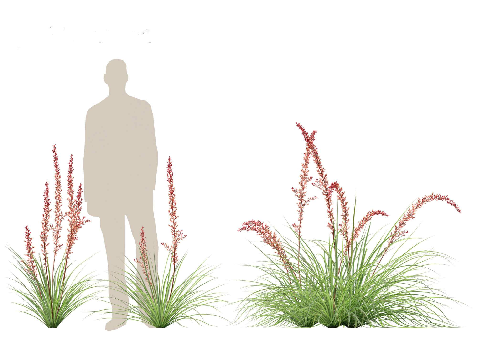 Hesperaloe Parviflora - Redflower False Yucca 3D Model by 3dgardenplants