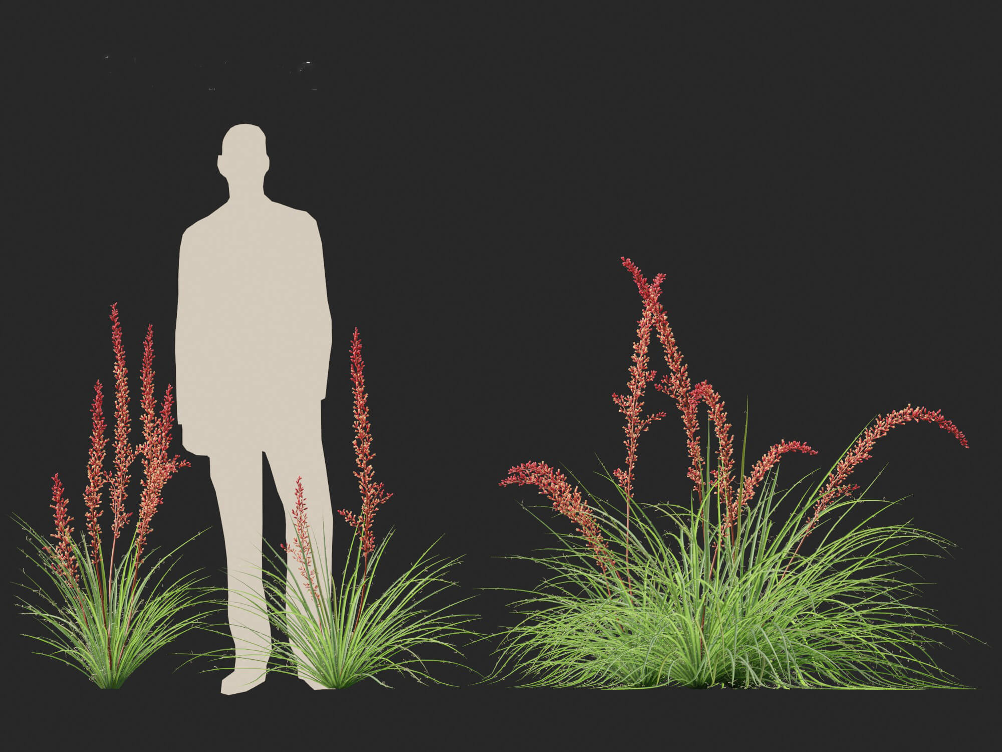 Hesperaloe Parviflora - Redflower False Yucca 3D Model by 3dgardenplants