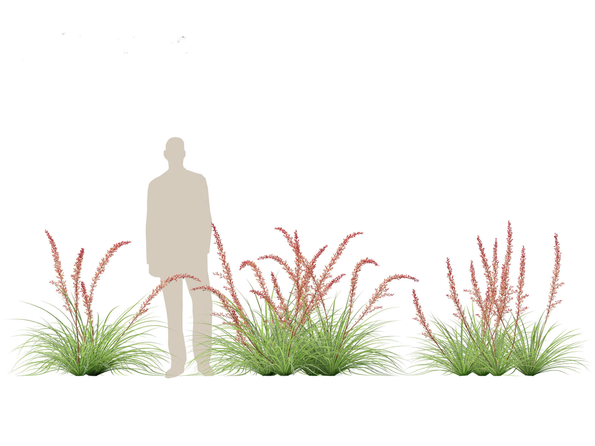 Hesperaloe Parviflora - Redflower False Yucca 3D Model by 3dgardenplants