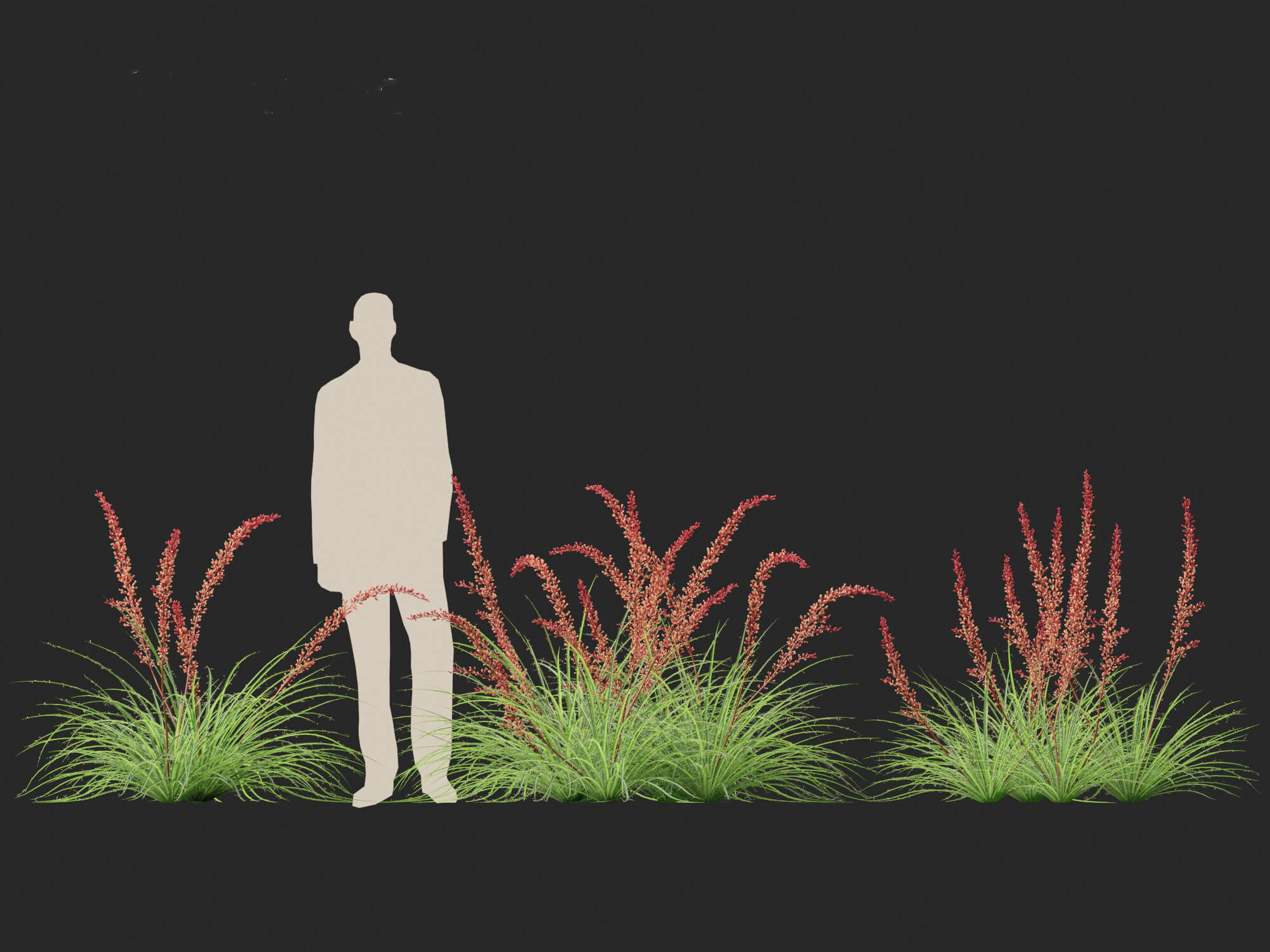 Hesperaloe Parviflora - Redflower False Yucca 3D Model by 3dgardenplants