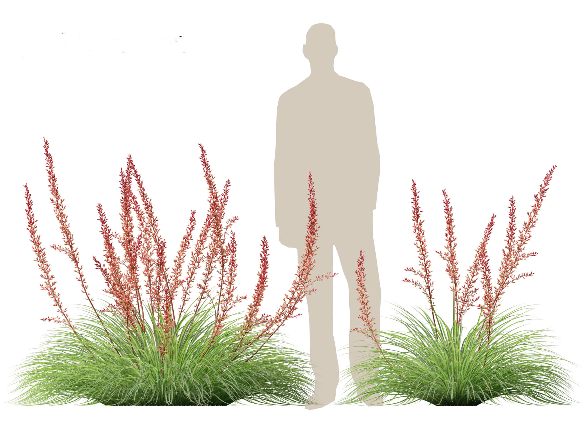 Hesperaloe Parviflora - Redflower False Yucca 3D Model by 3dgardenplants