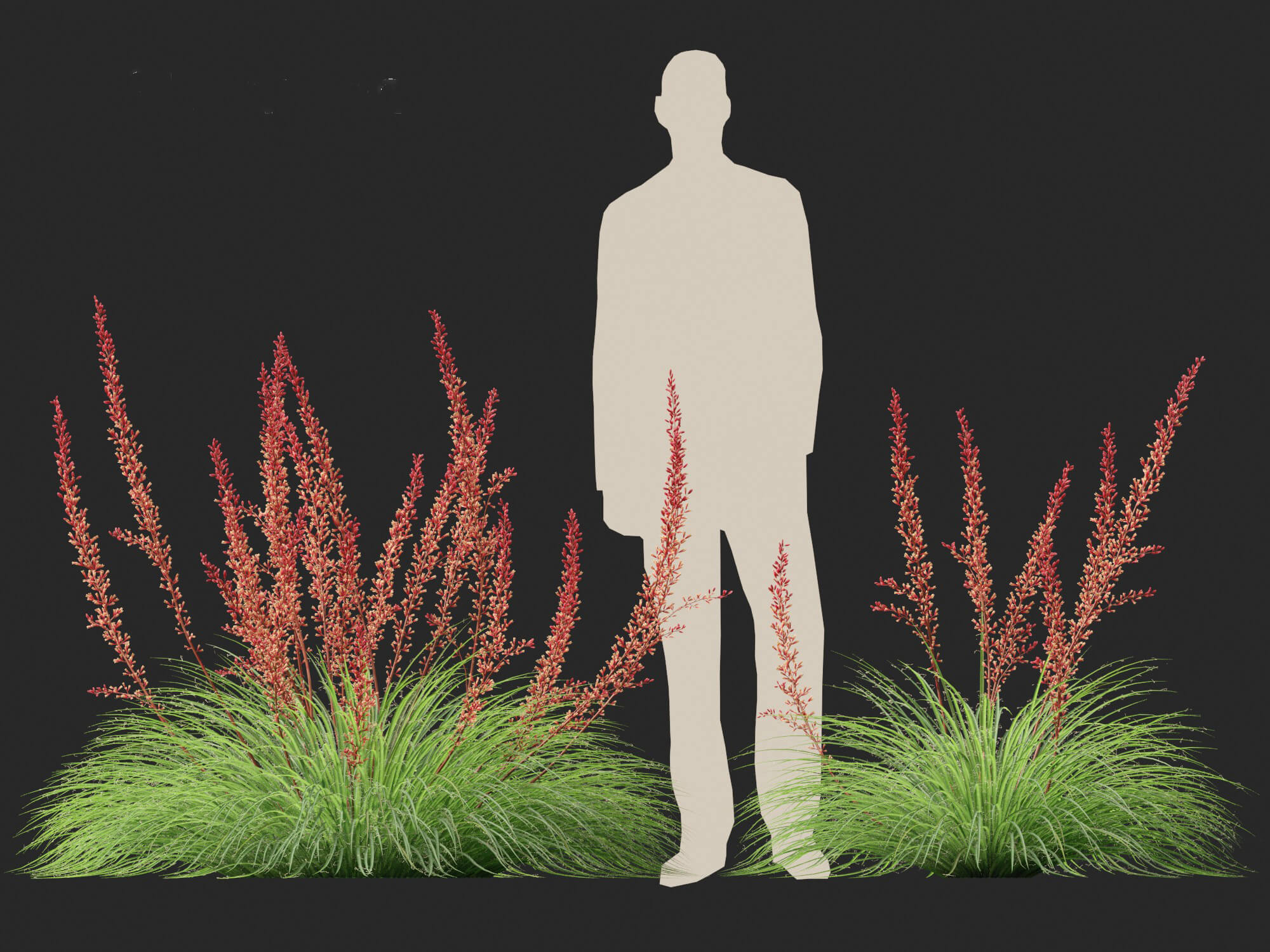 Hesperaloe Parviflora - Redflower False Yucca 3D Model by 3dgardenplants