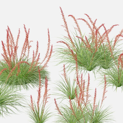 Hesperaloe Parviflora - Redflower False Yucca 3D Model by 3dgardenplants