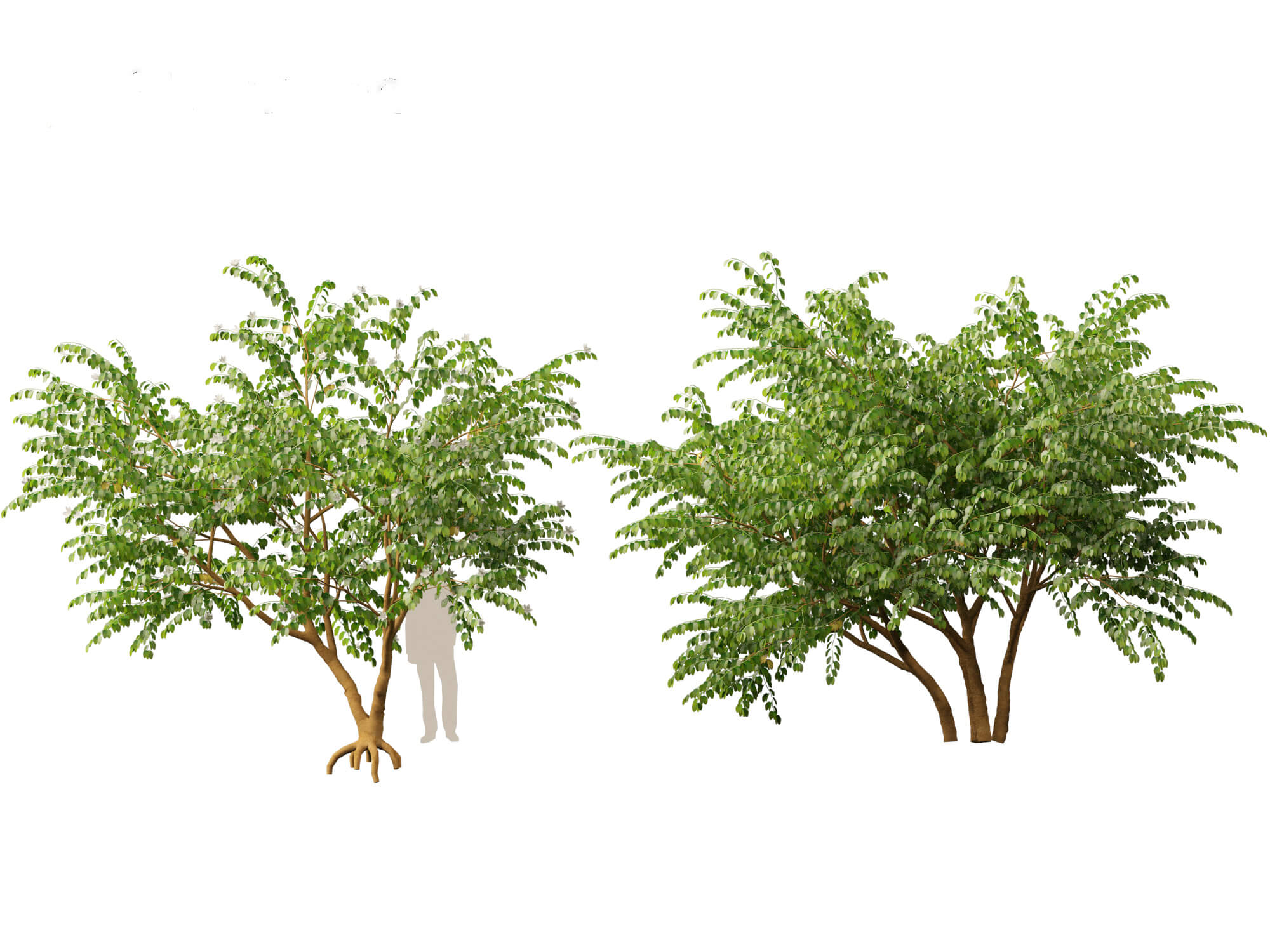 (High/Low Poly) Bauhinia Acuminata - Dwarf White Orchid Tree 3D Model ...