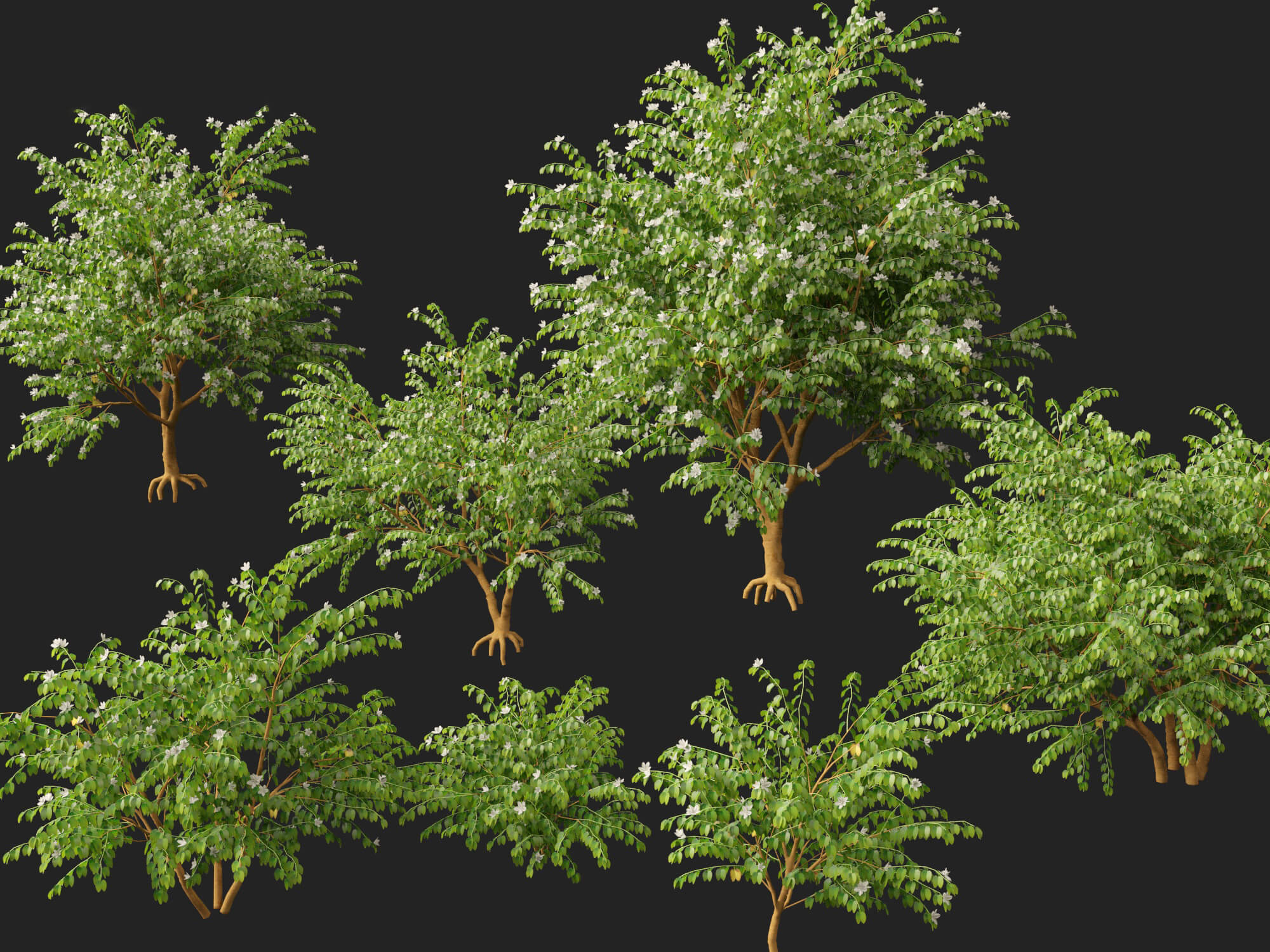 (High/Low Poly) Bauhinia Acuminata - Dwarf White Orchid Tree 3D Model ...